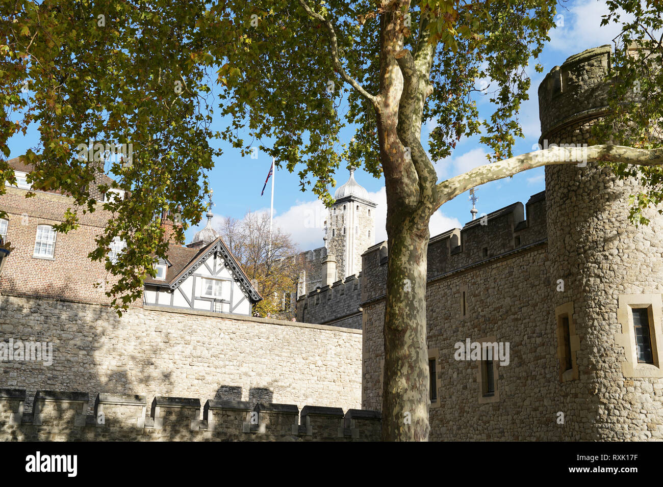 Tree in front of the castle at Tower of London Stock Photo - Alamy