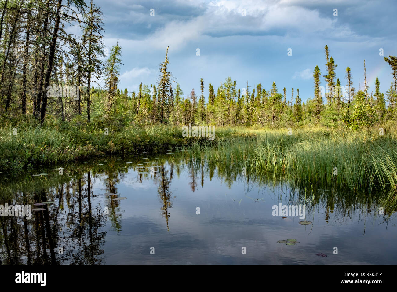 Boreal forest canada hi-res stock photography and images - Alamy
