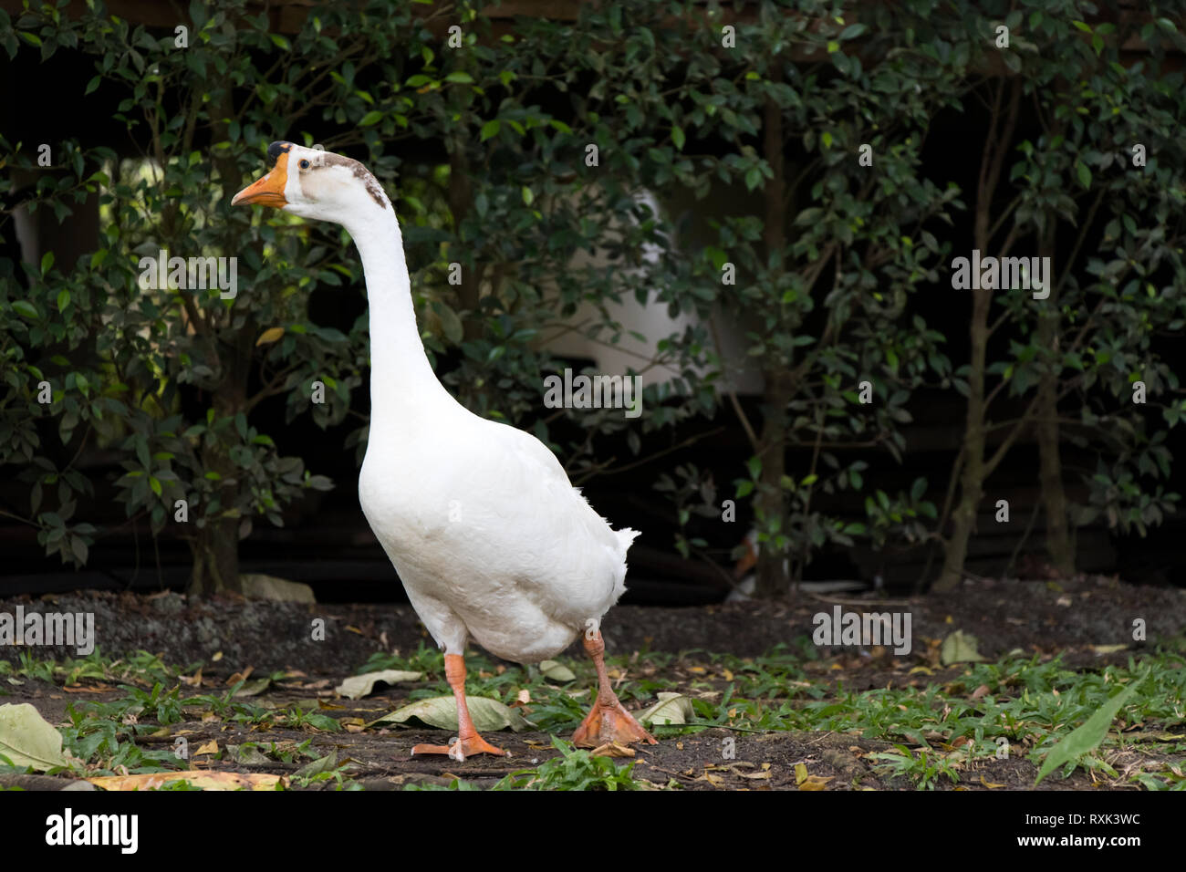 White goose walk on green grass background Stock Photo - Alamy