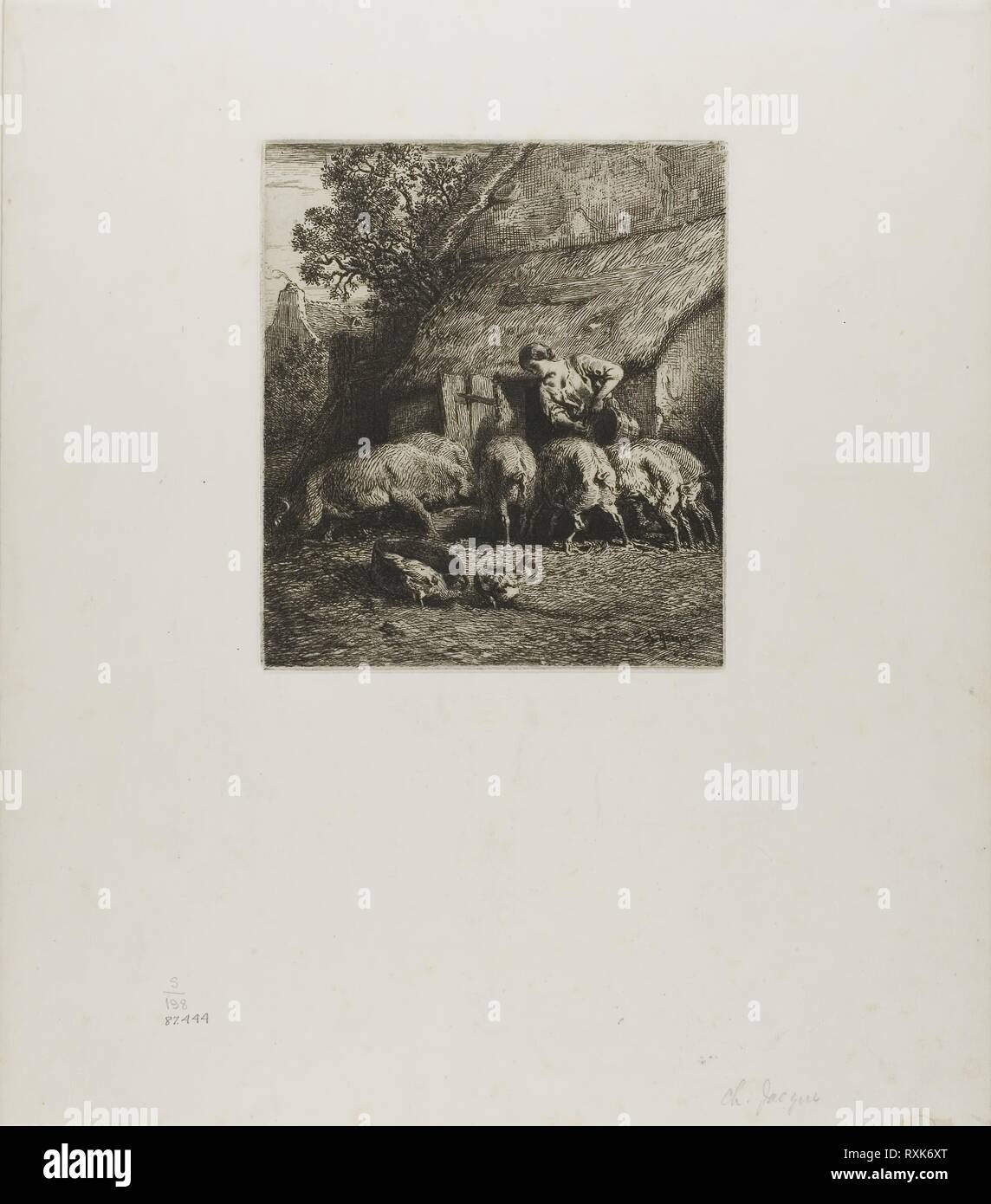 Woman feeding six pigs hi-res stock photography and images - Alamy