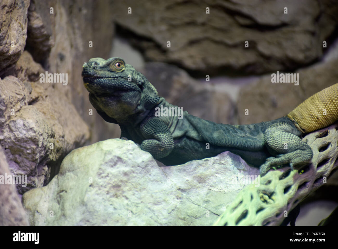 Chuckwalla lagarto sauromalus hi-res stock photography and images - Alamy