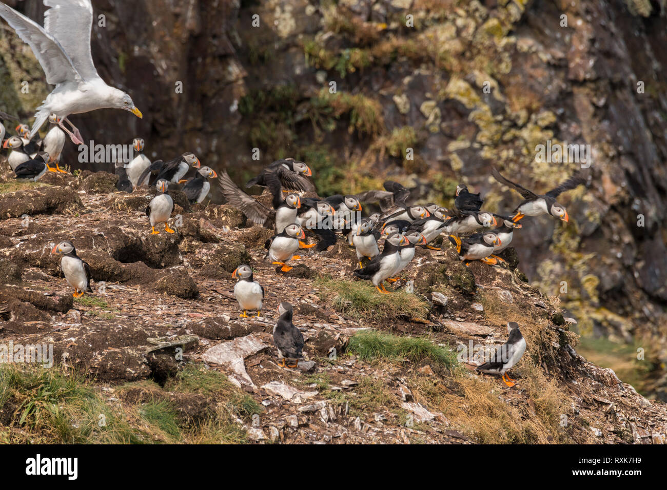 Puffin and elliston and newfoundland hi-res stock photography and ...