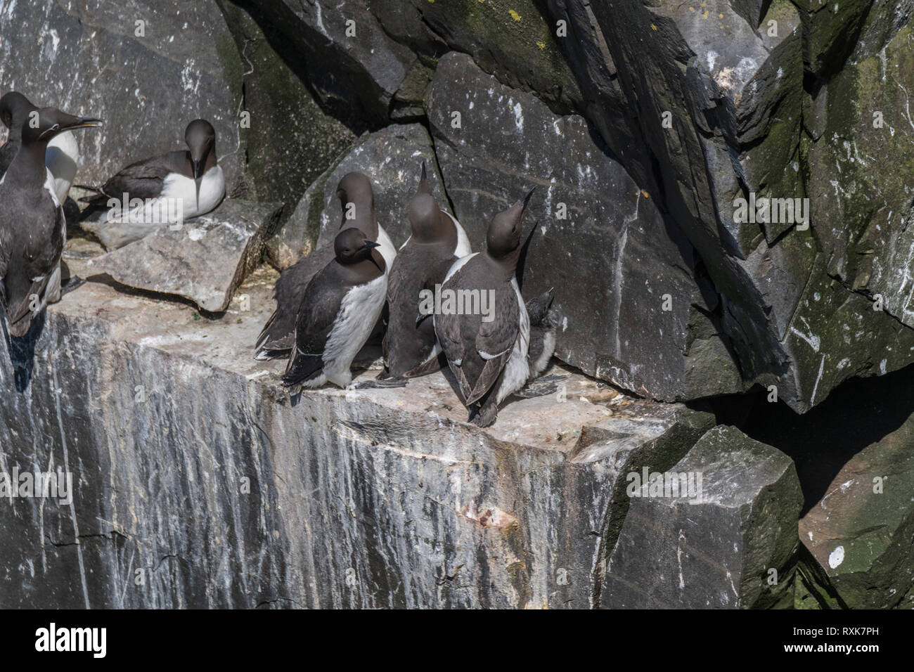 Murre baby hi-res stock photography and images - Alamy