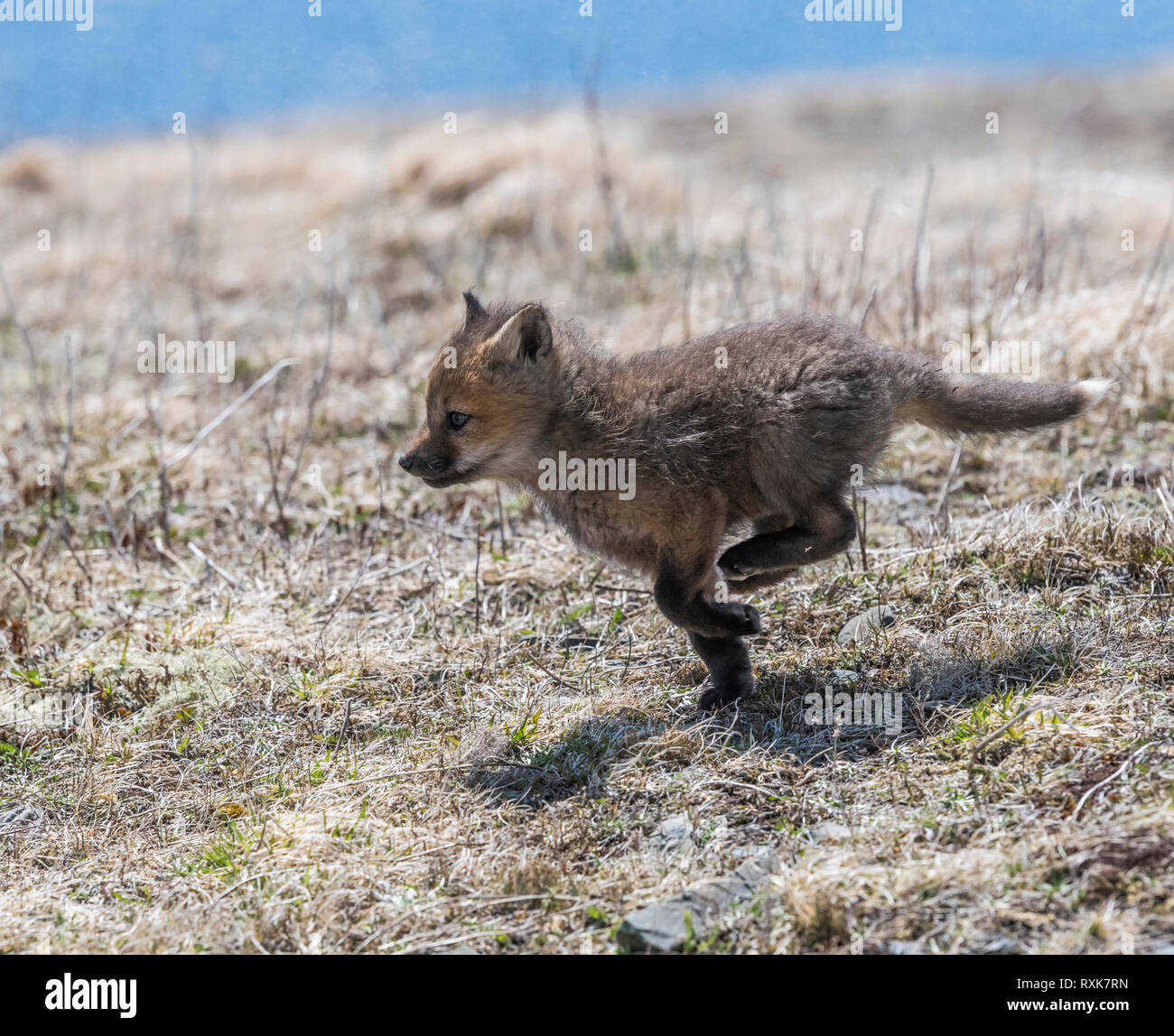 Side view red fox running hi-res stock photography and images - Alamy