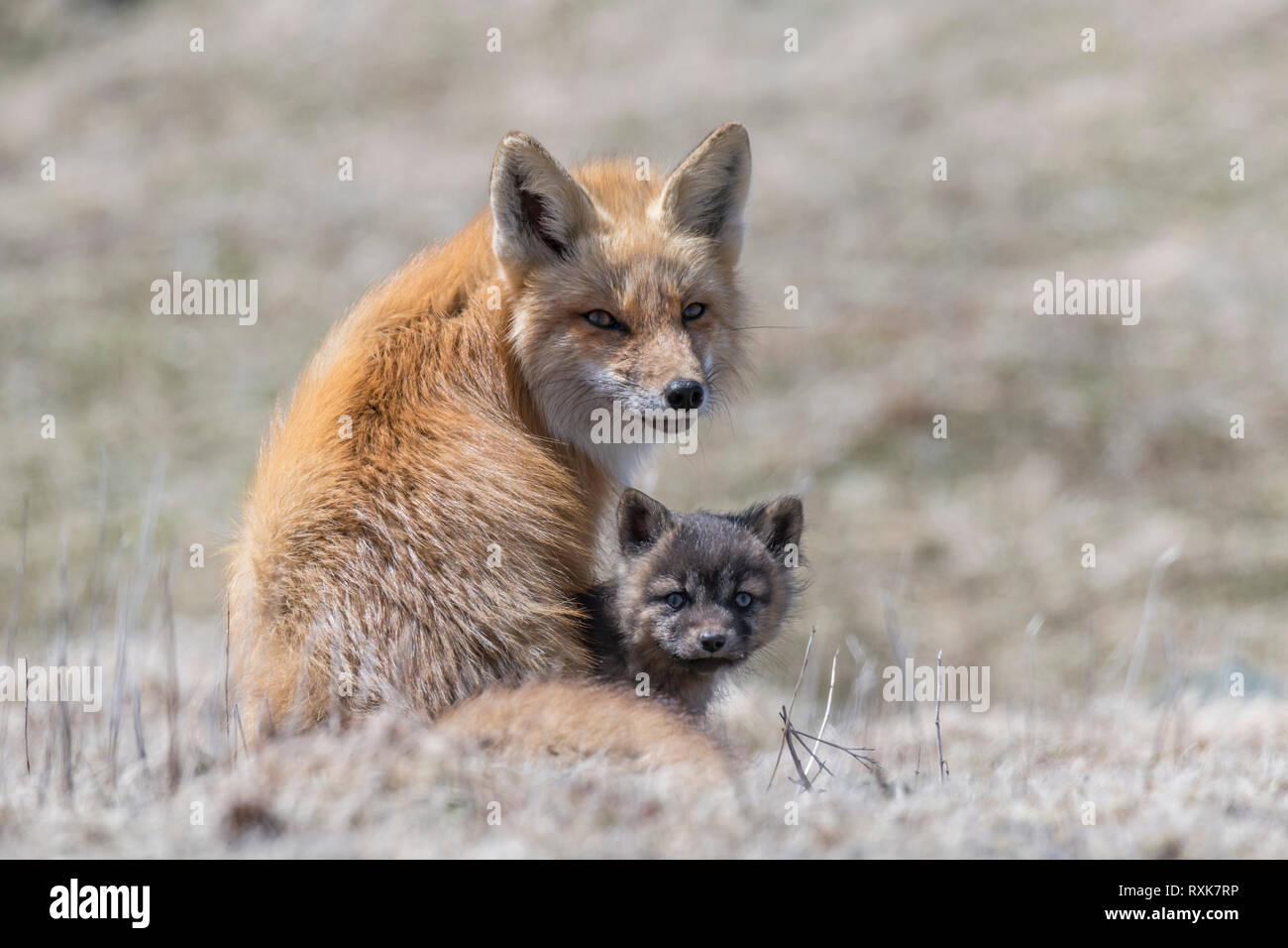 Cape fox pups hi-res stock photography and images - Alamy