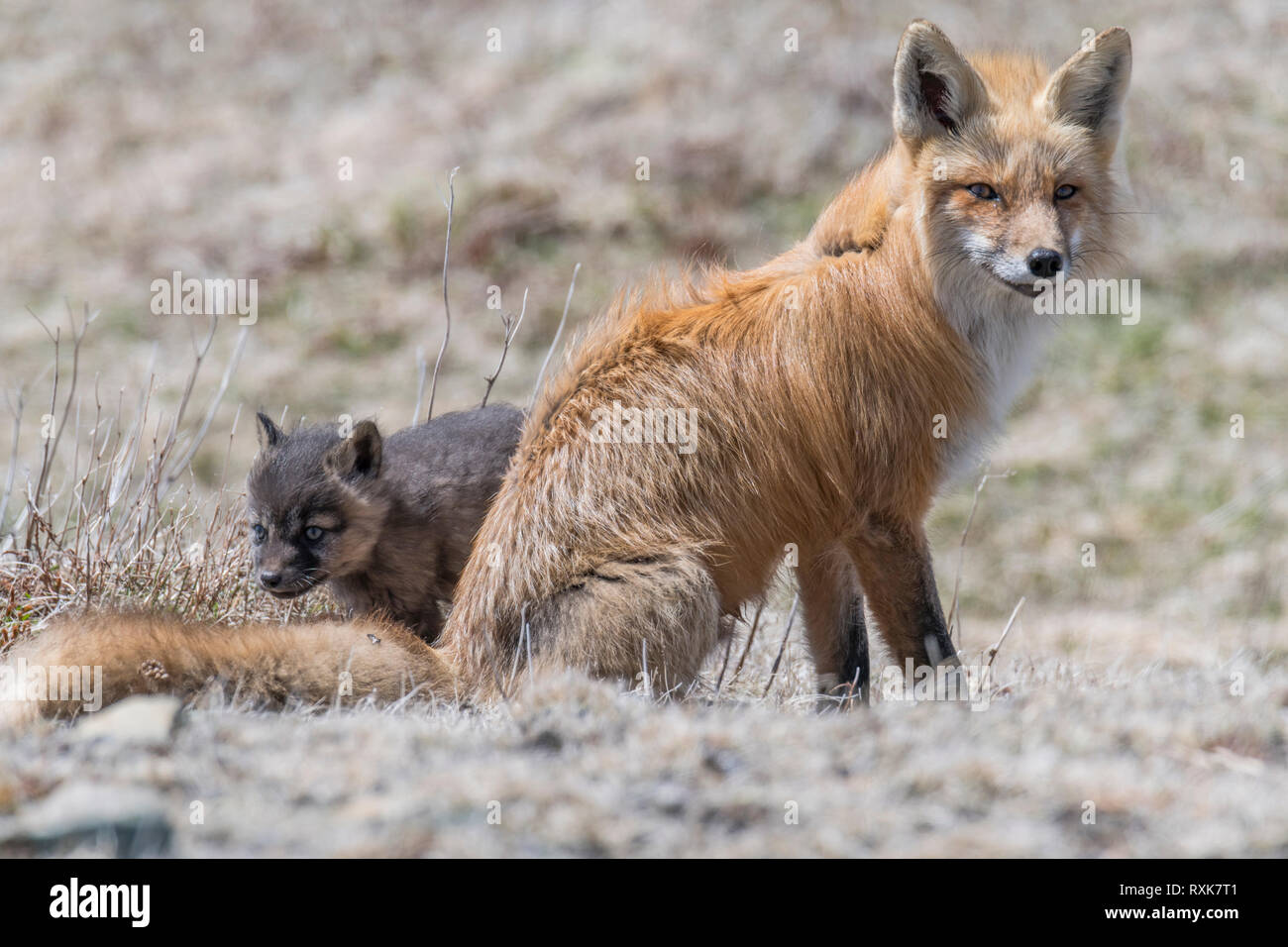 Grey Fox Cub High Resolution Stock Photography and Images - Alamy