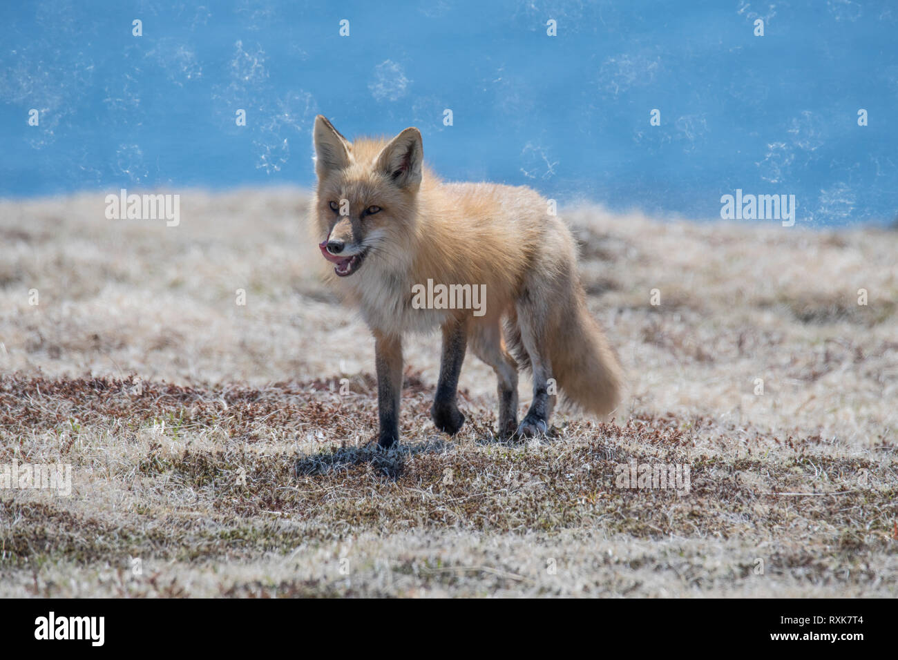 Adult fox den hi-res stock photography and images - Alamy