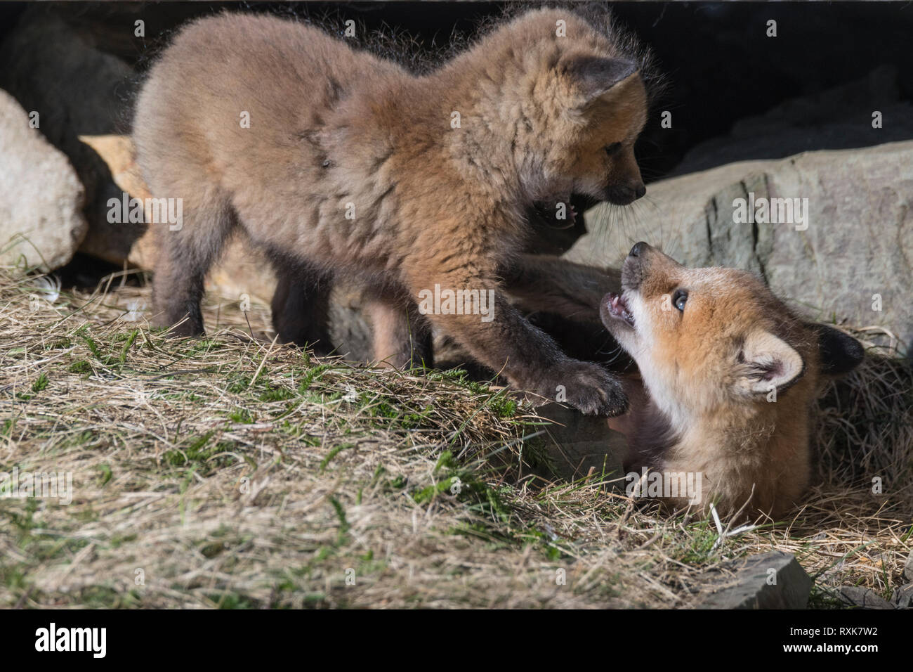 Red fox pups playing hi-res stock photography and images - Alamy