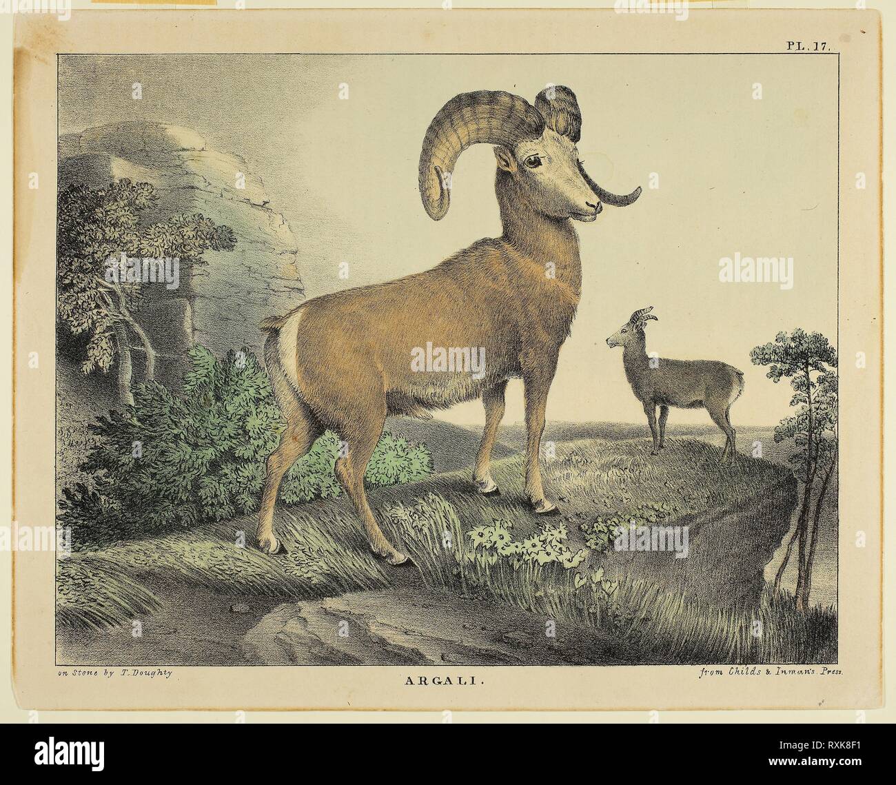 American argali hi-res stock photography and images - Alamy