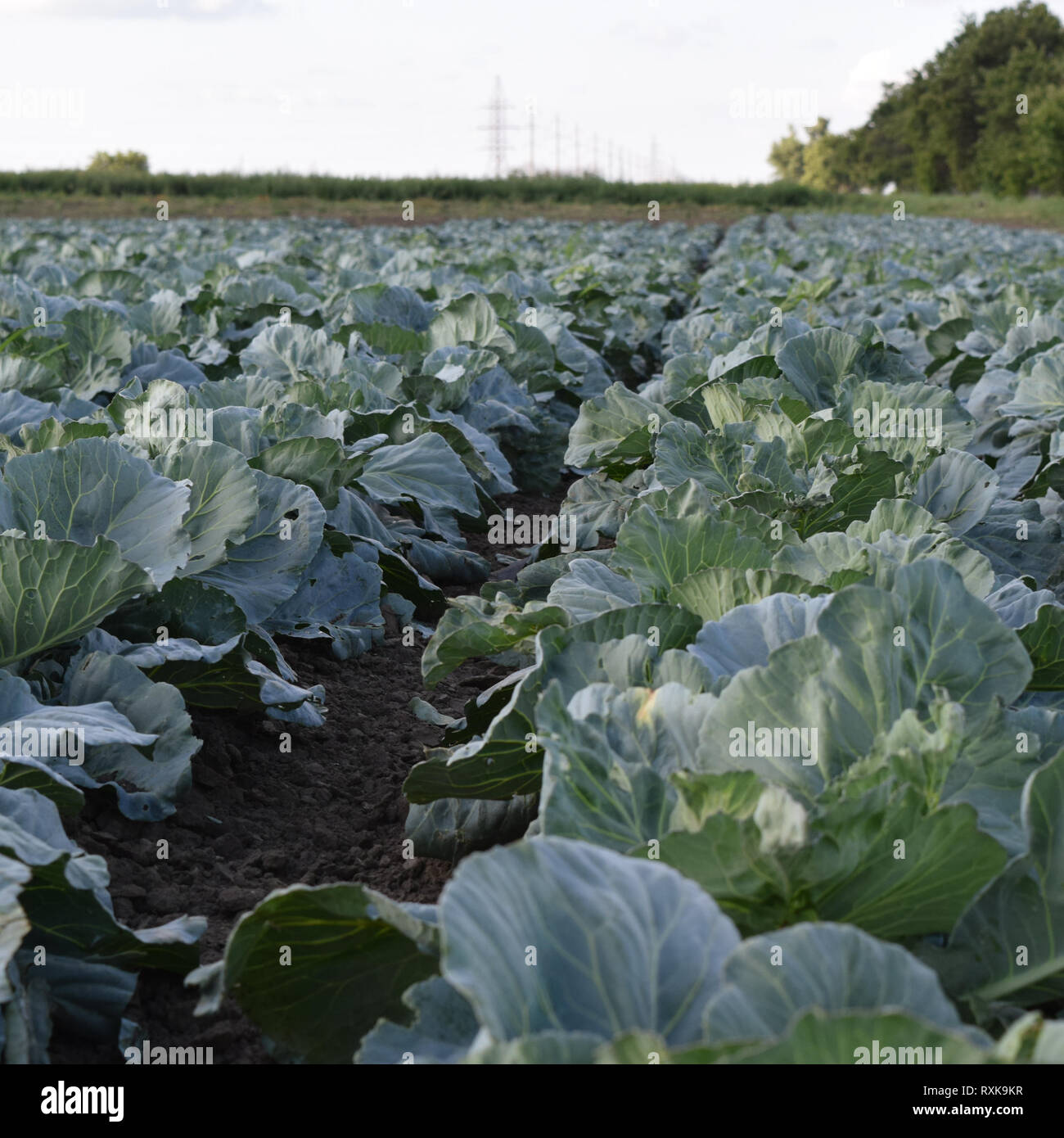Cabbage field. Cultivation of cabbage in an open ground in the field ...