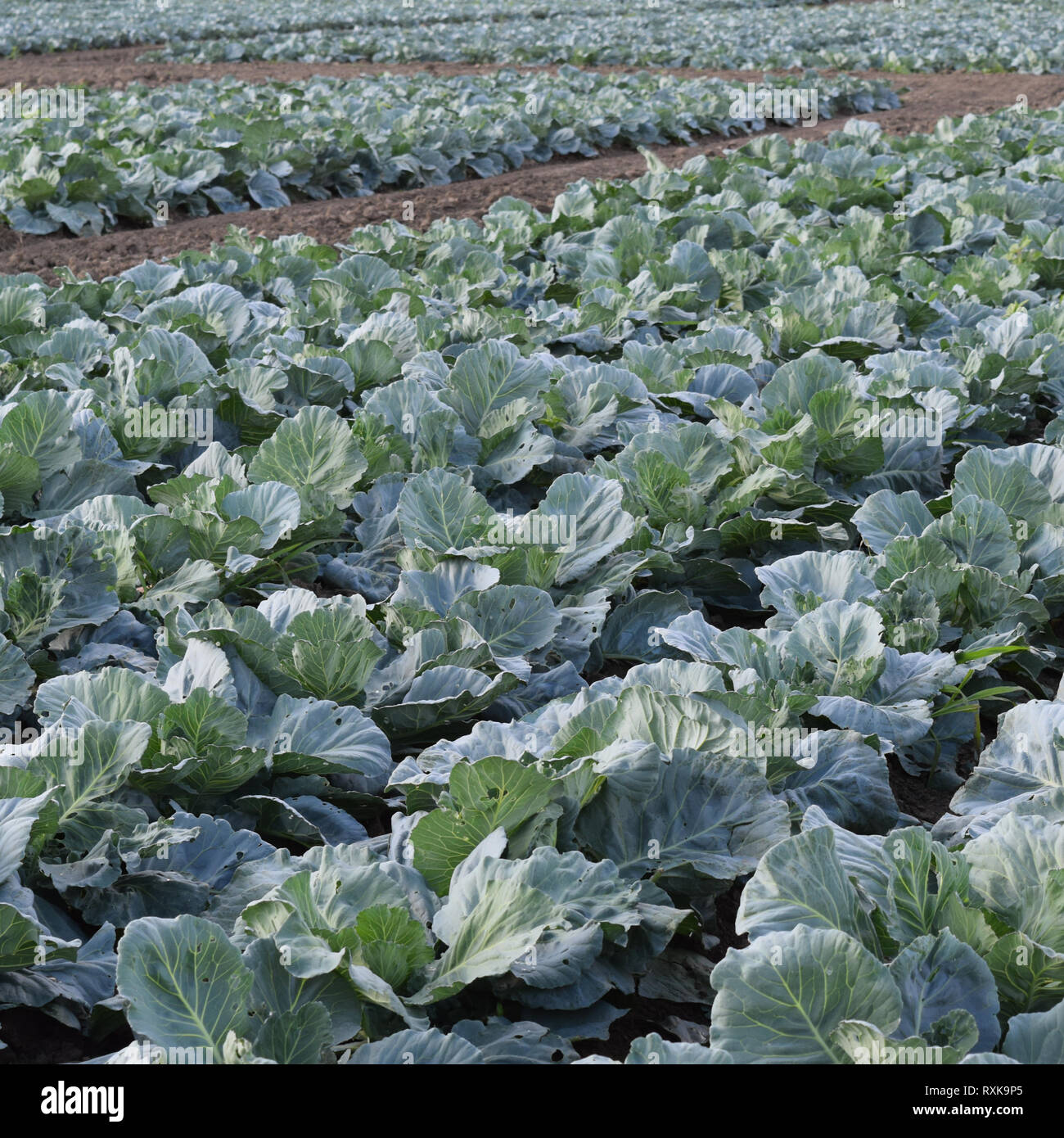 Cabbage field. Cultivation of cabbage in an open ground in the field ...