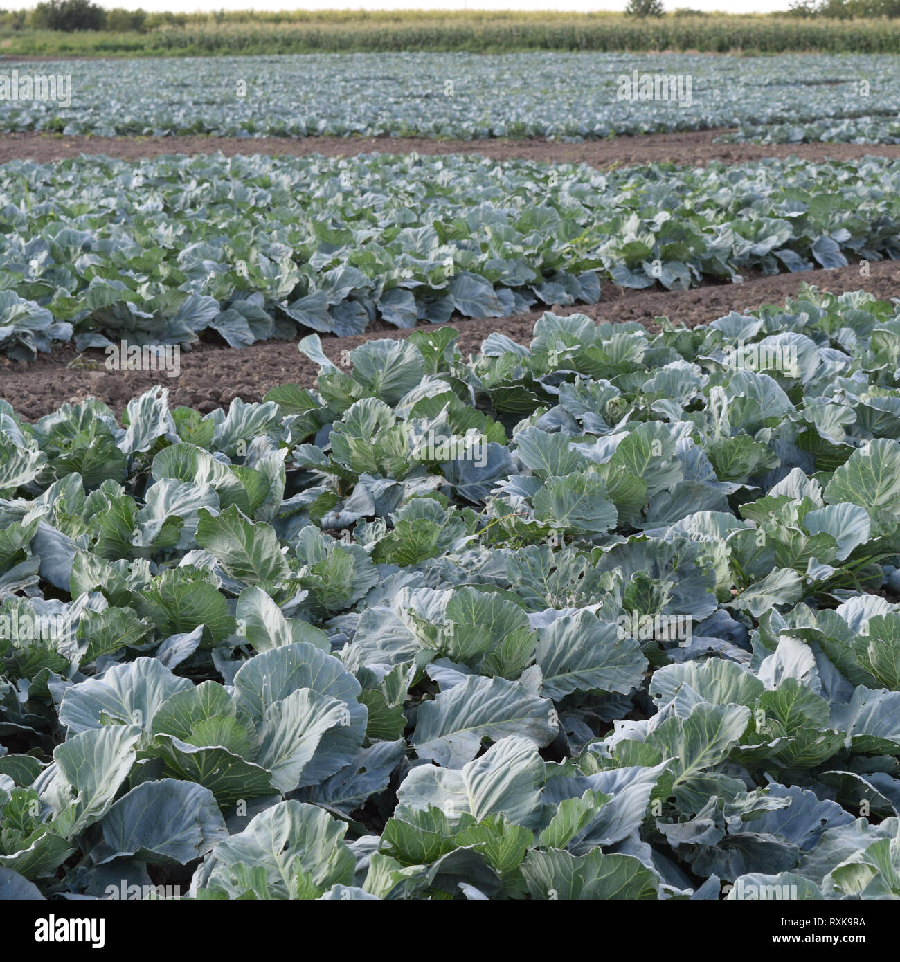 Cabbage field. Cultivation of cabbage in an open ground in the field ...