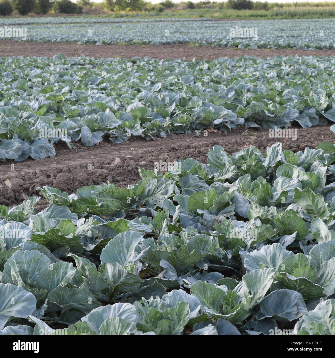 Cabbage field. Cultivation of cabbage in an open ground in the field ...