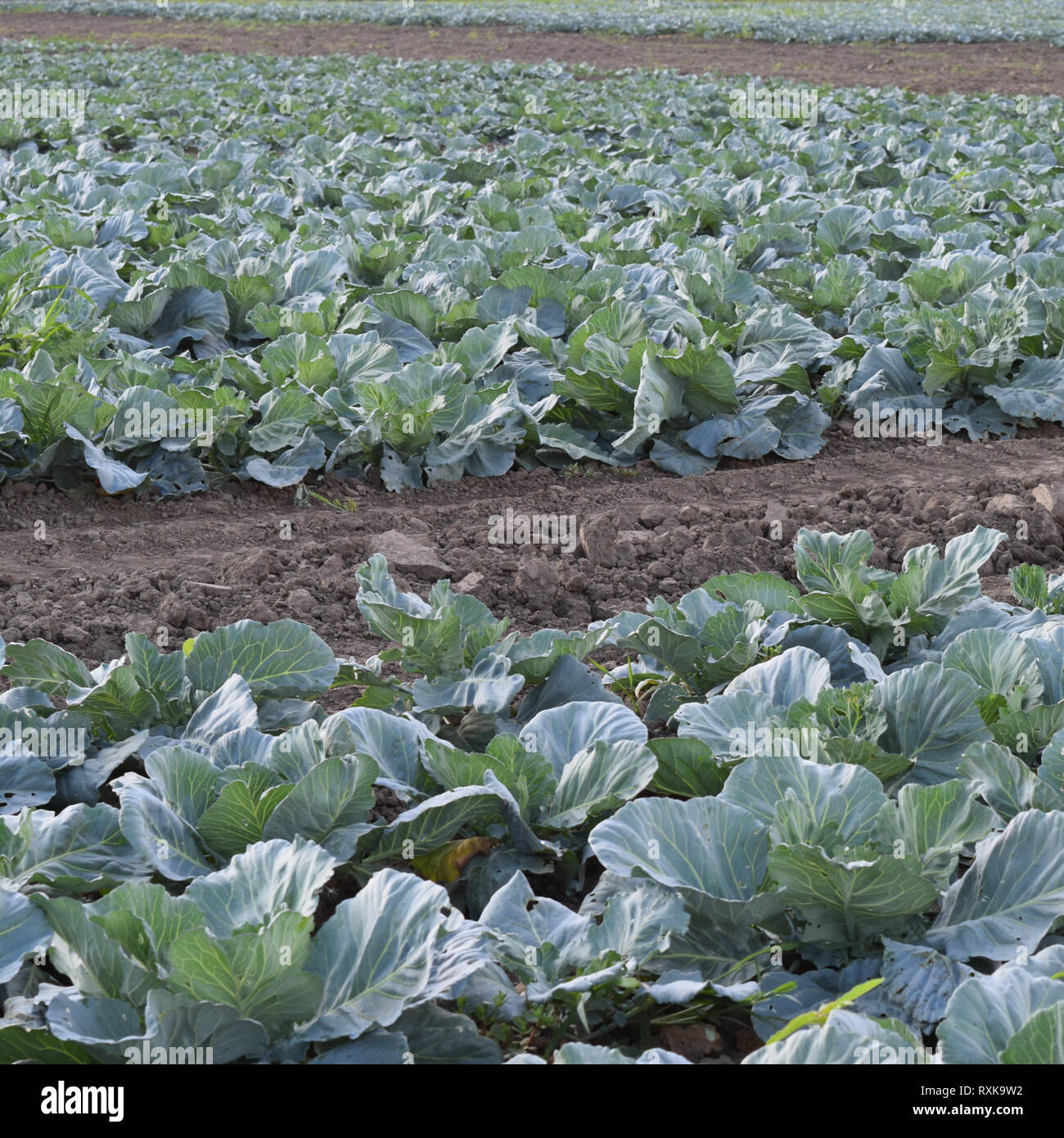 Cabbage field. Cultivation of cabbage in an open ground in the field ...