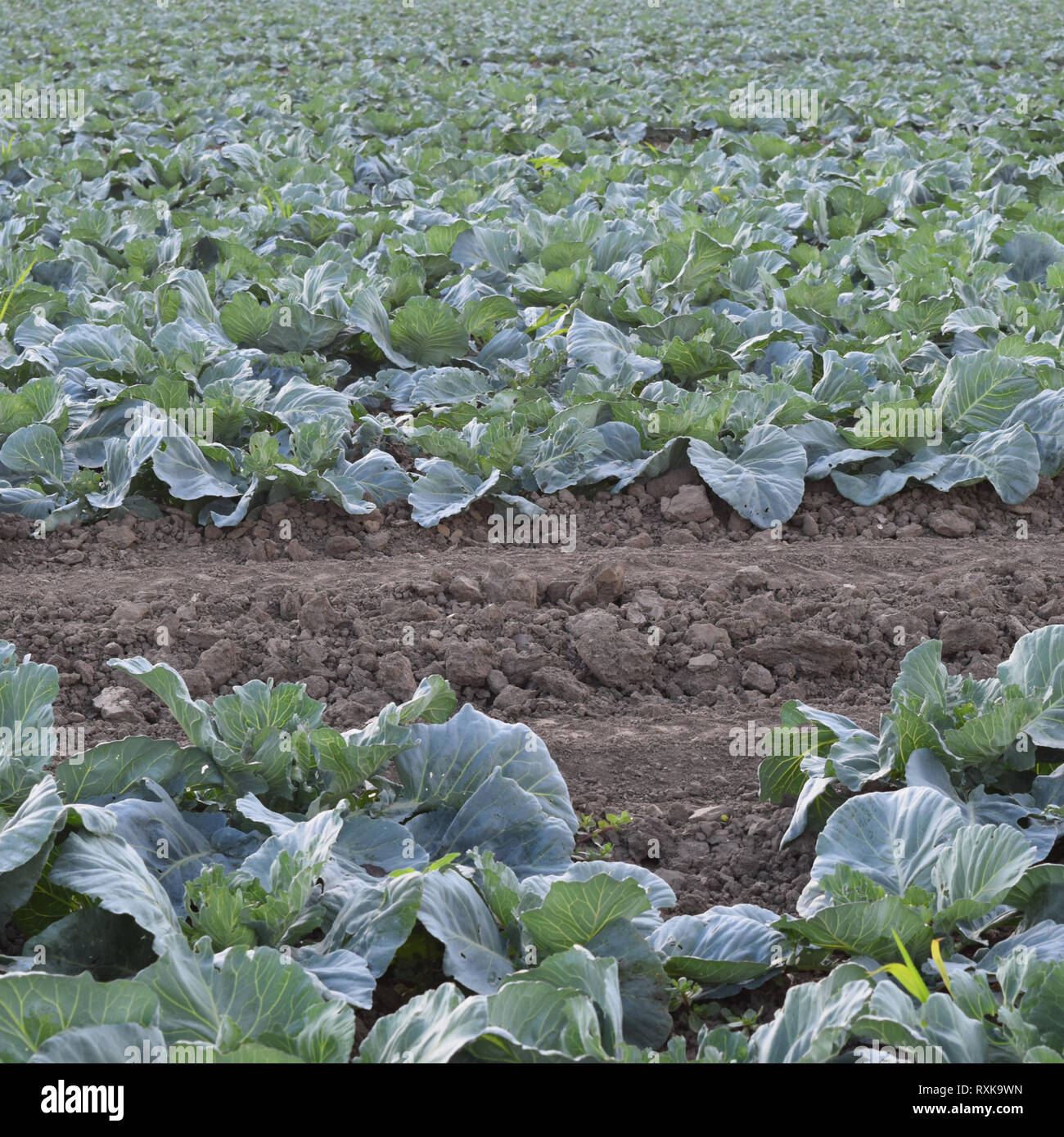 Cabbage field. Cultivation of cabbage in an open ground in the field ...