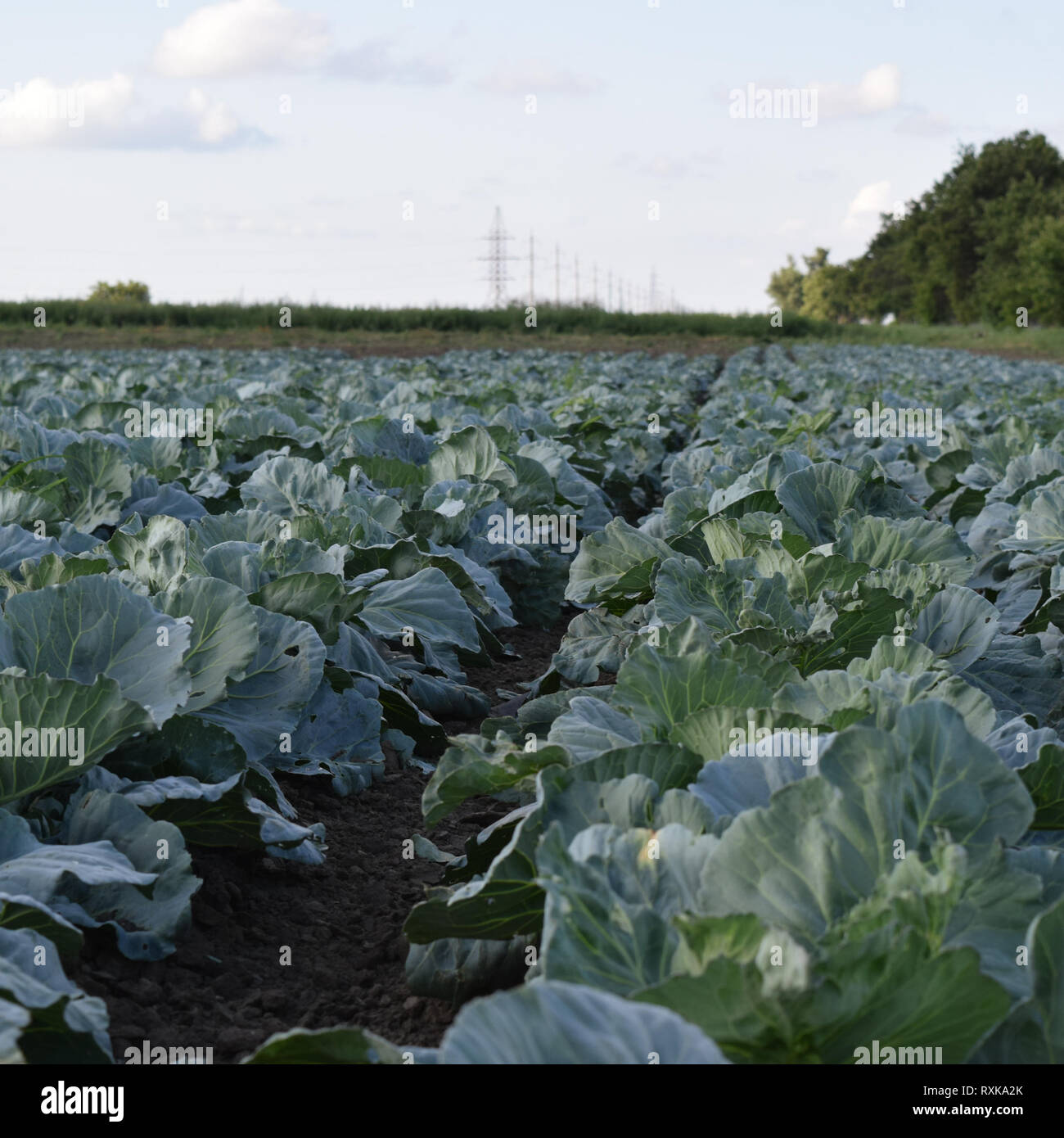 Cabbage field. Cultivation of cabbage in an open ground in the field ...