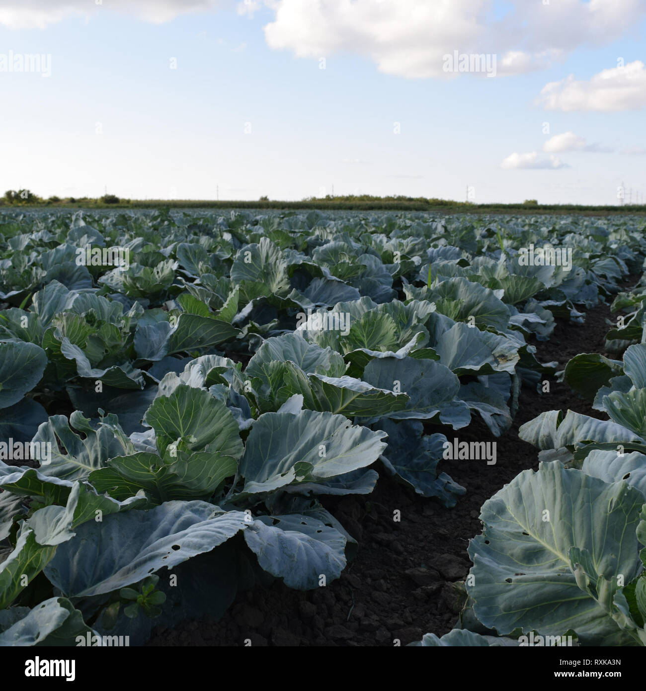 Cabbage field. Cultivation of cabbage in an open ground in the field ...
