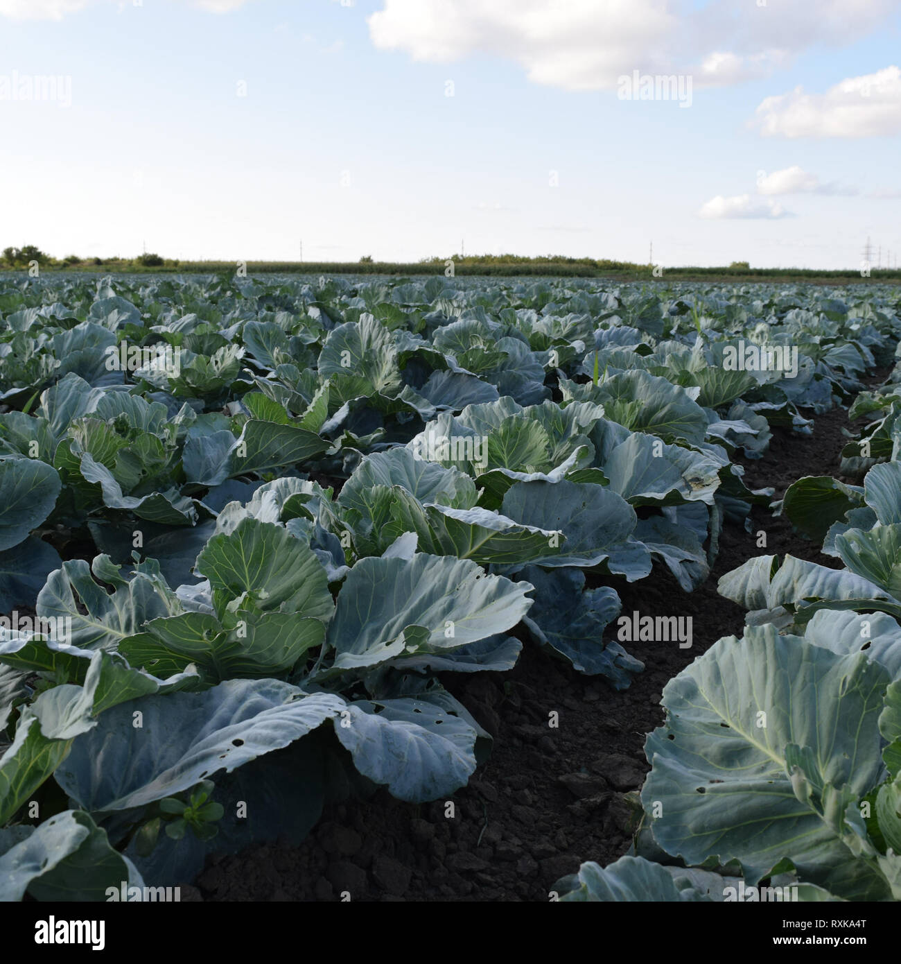 Cabbage field. Cultivation of cabbage in an open ground in the field ...