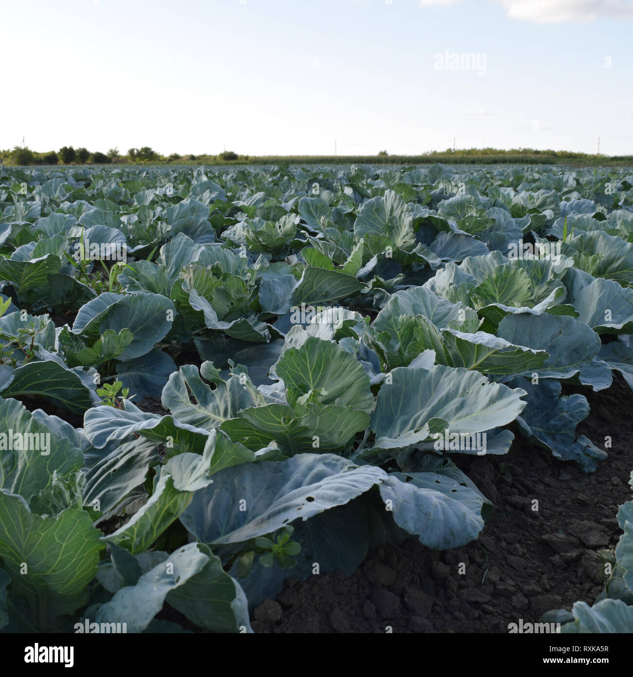 Cabbage field. Cultivation of cabbage in an open ground in the field ...
