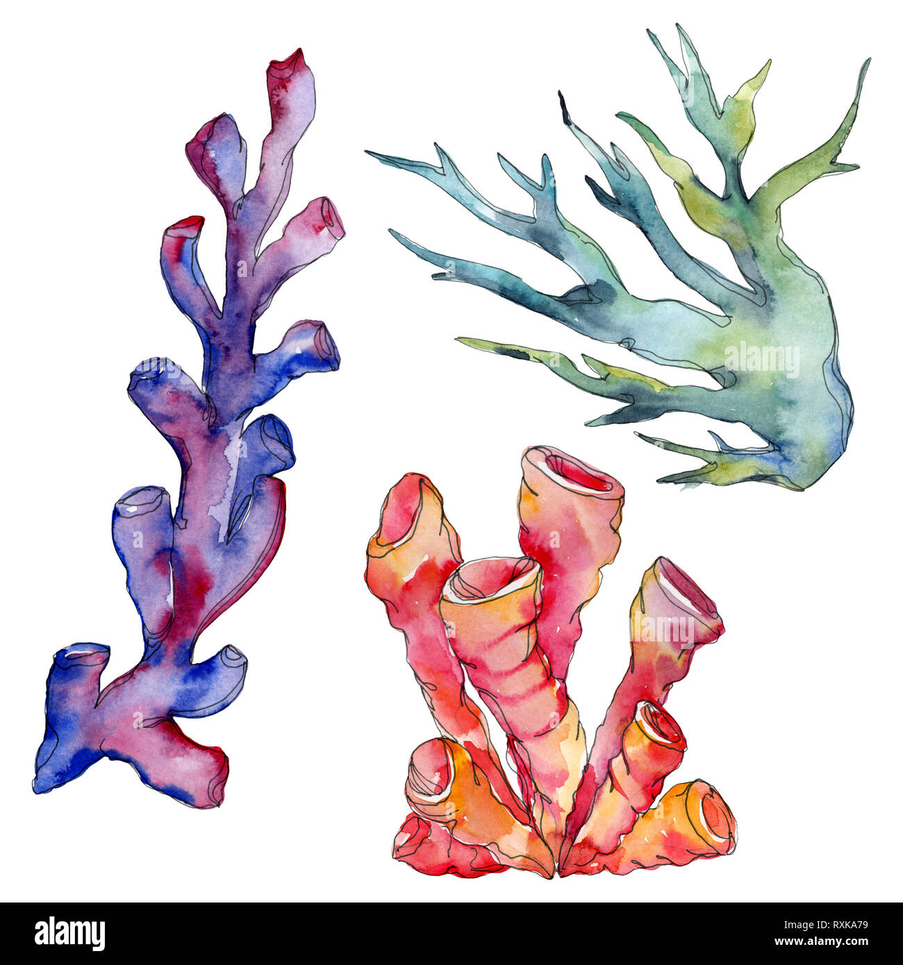 Colorful aquatic underwater nature coral reef. Tropical plant sea ...