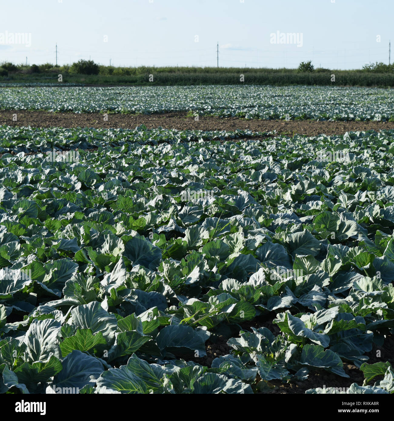 Cabbage field. Cultivation of cabbage in an open ground in the field ...