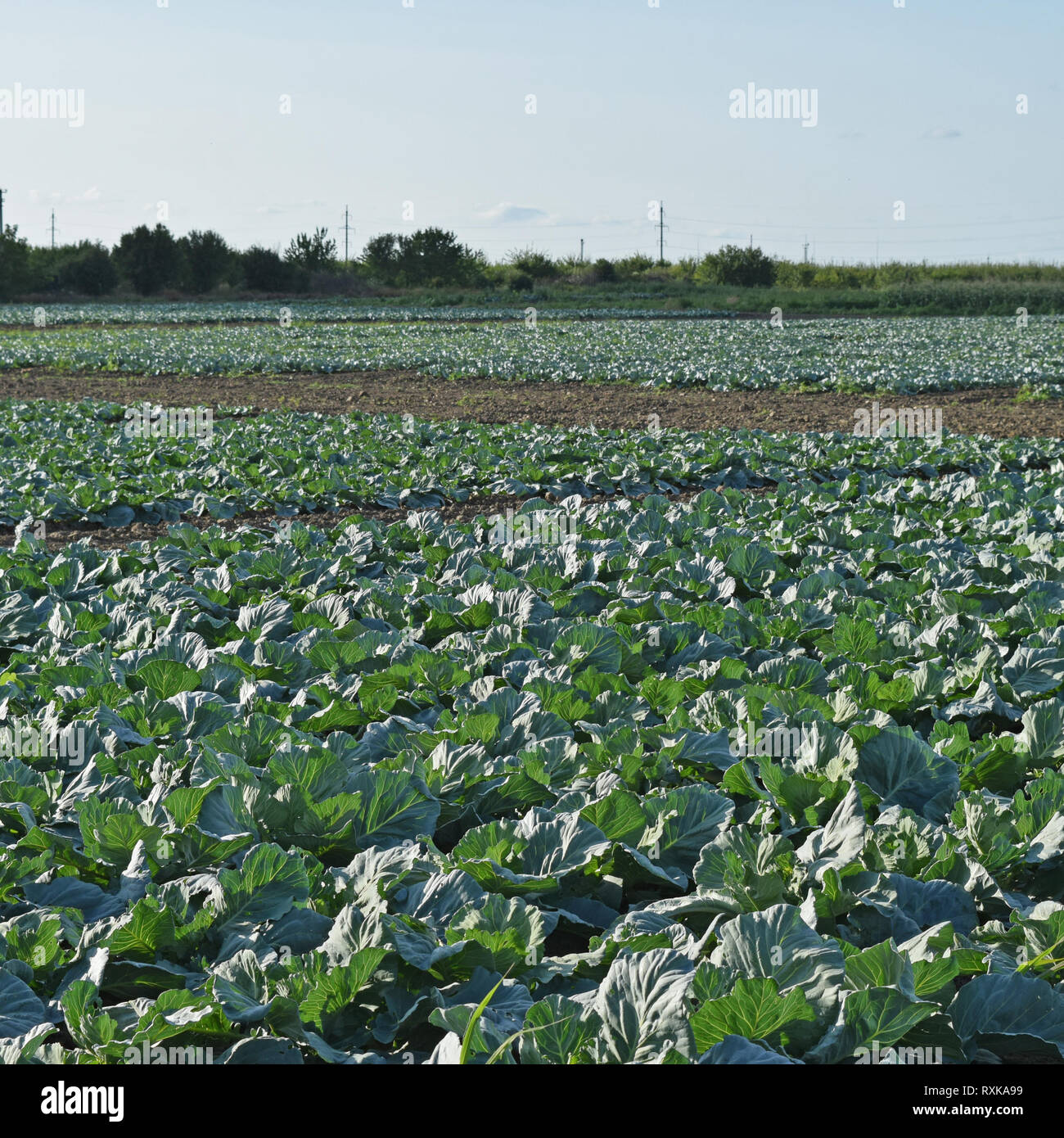 Cabbage field. Cultivation of cabbage in an open ground in the field ...