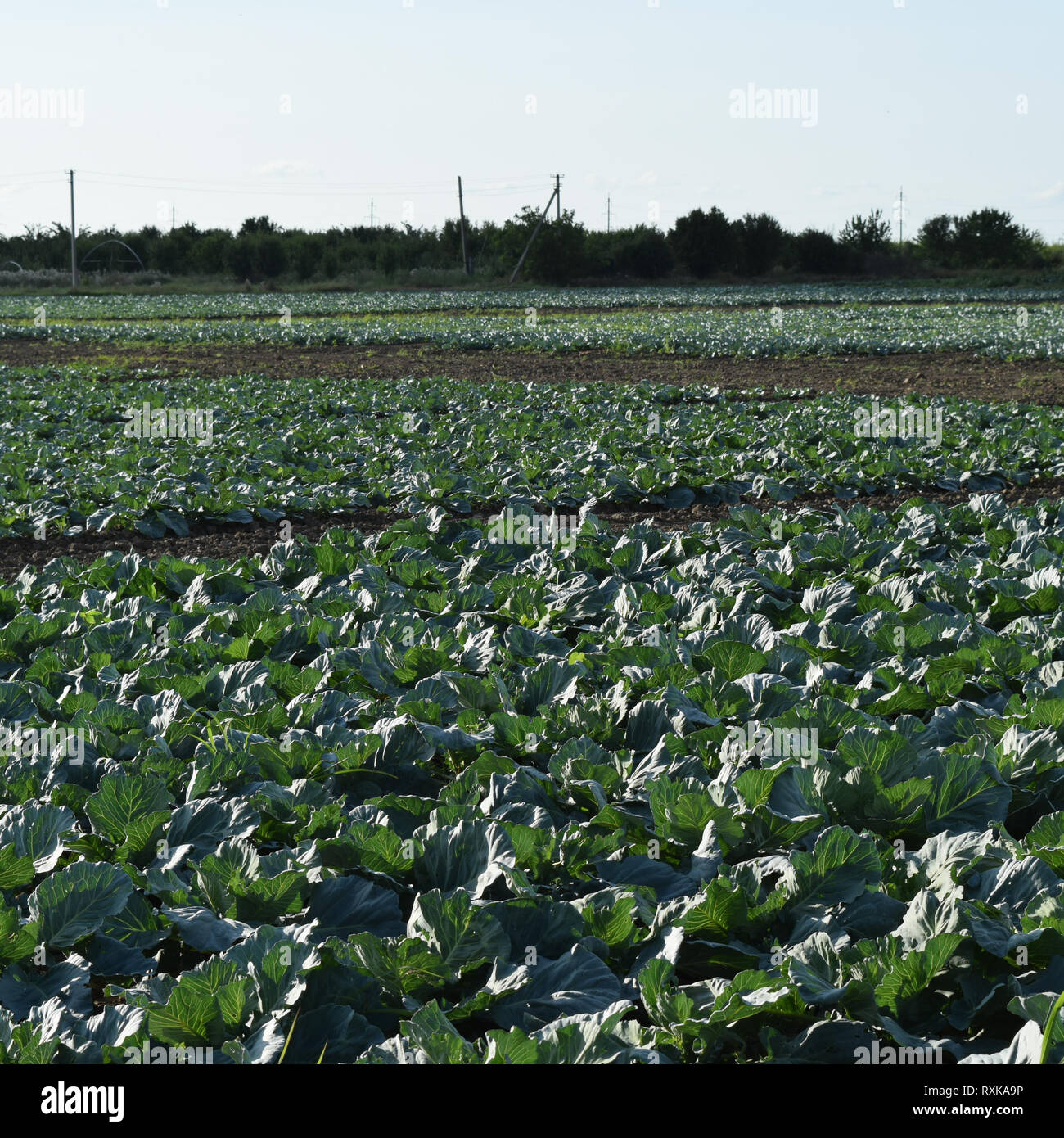 Cabbage field. Cultivation of cabbage in an open ground in the field ...