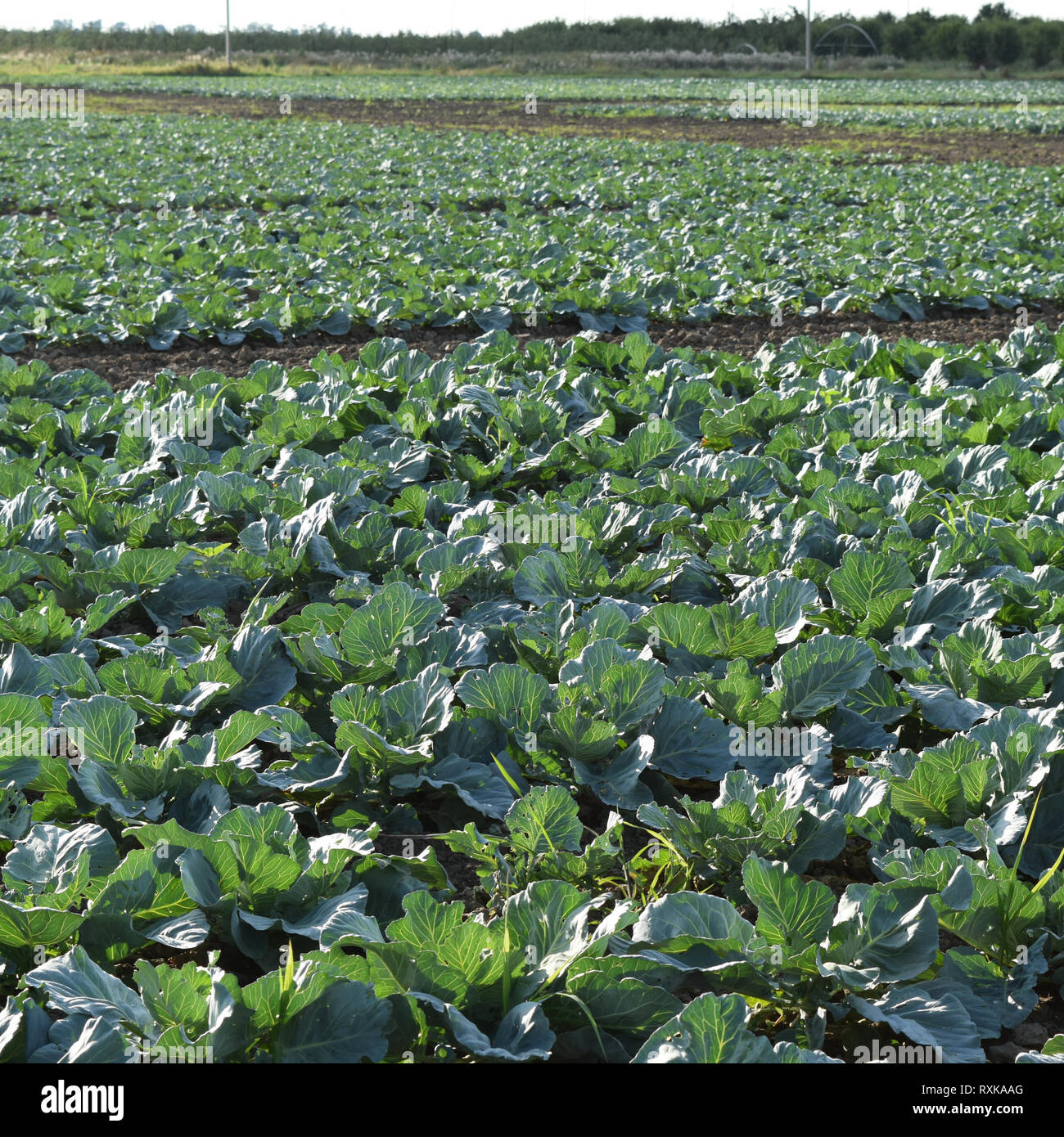 Cabbage field. Cultivation of cabbage in an open ground in the field ...
