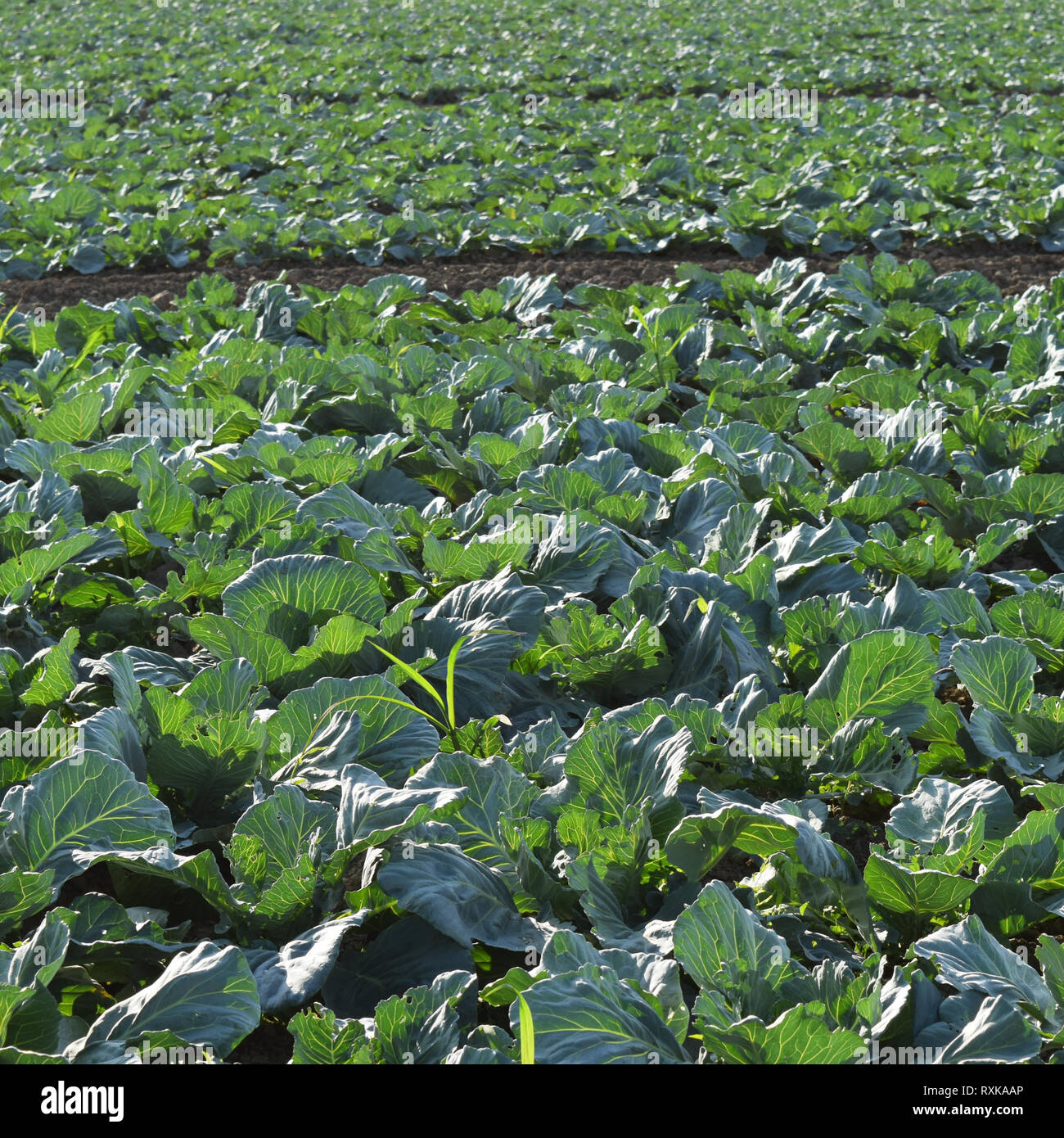 Cabbage field. Cultivation of cabbage in an open ground in the field ...