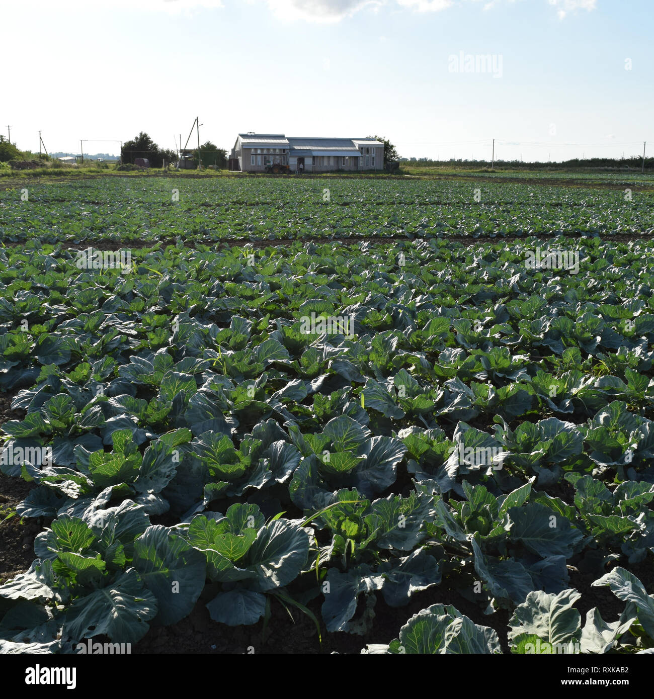 Cabbage field. Cultivation of cabbage in an open ground in the field ...