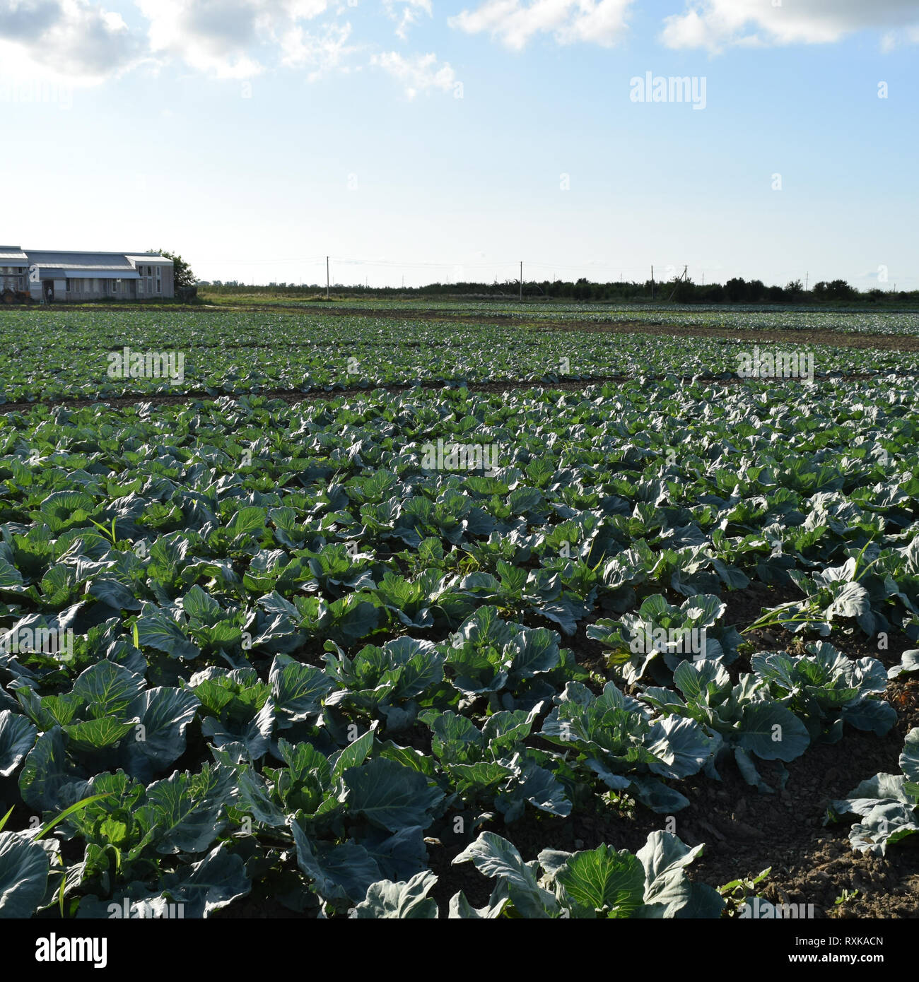 Cabbage field. Cultivation of cabbage in an open ground in the field ...