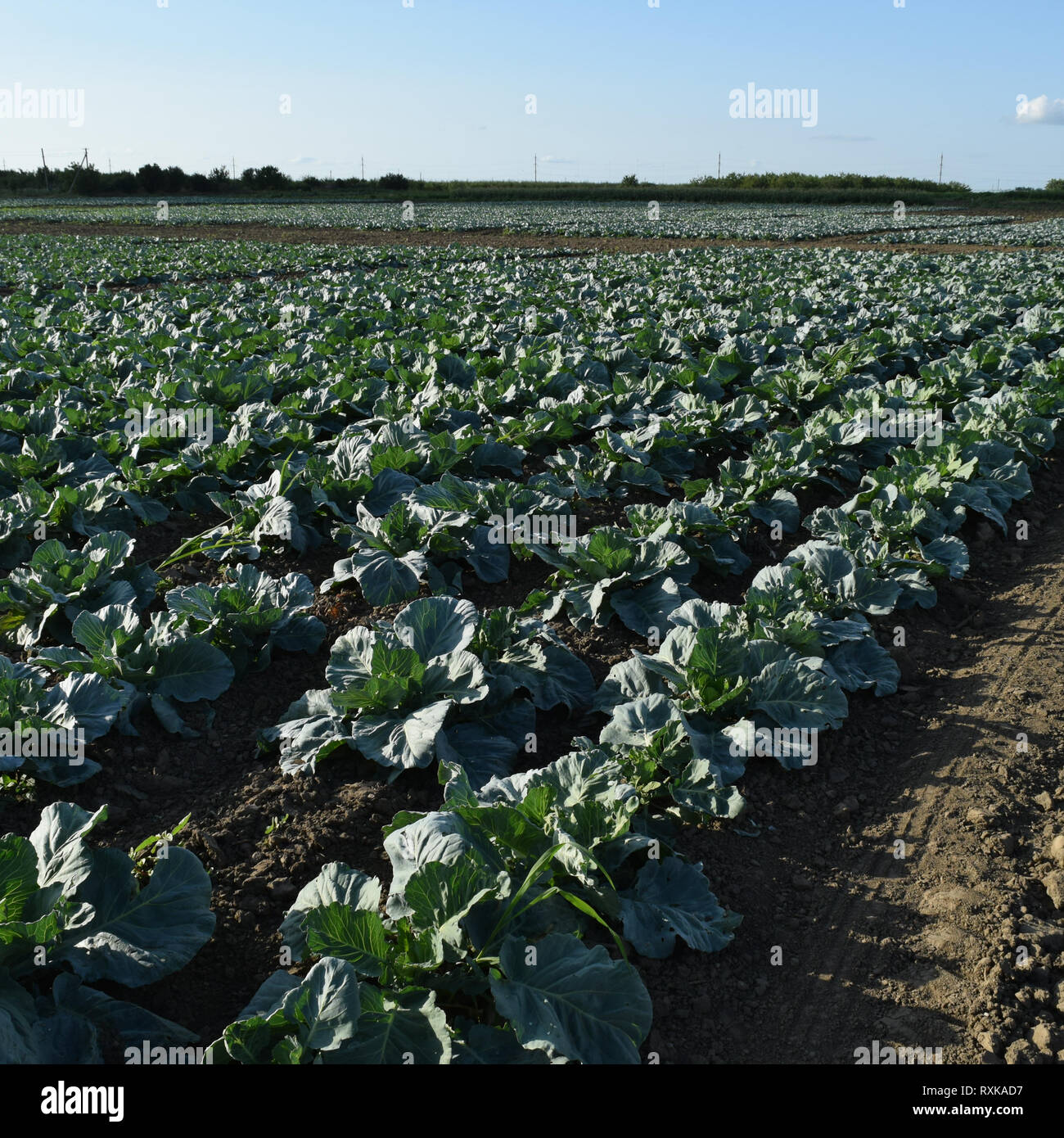 Cabbage field. Cultivation of cabbage in an open ground in the field ...