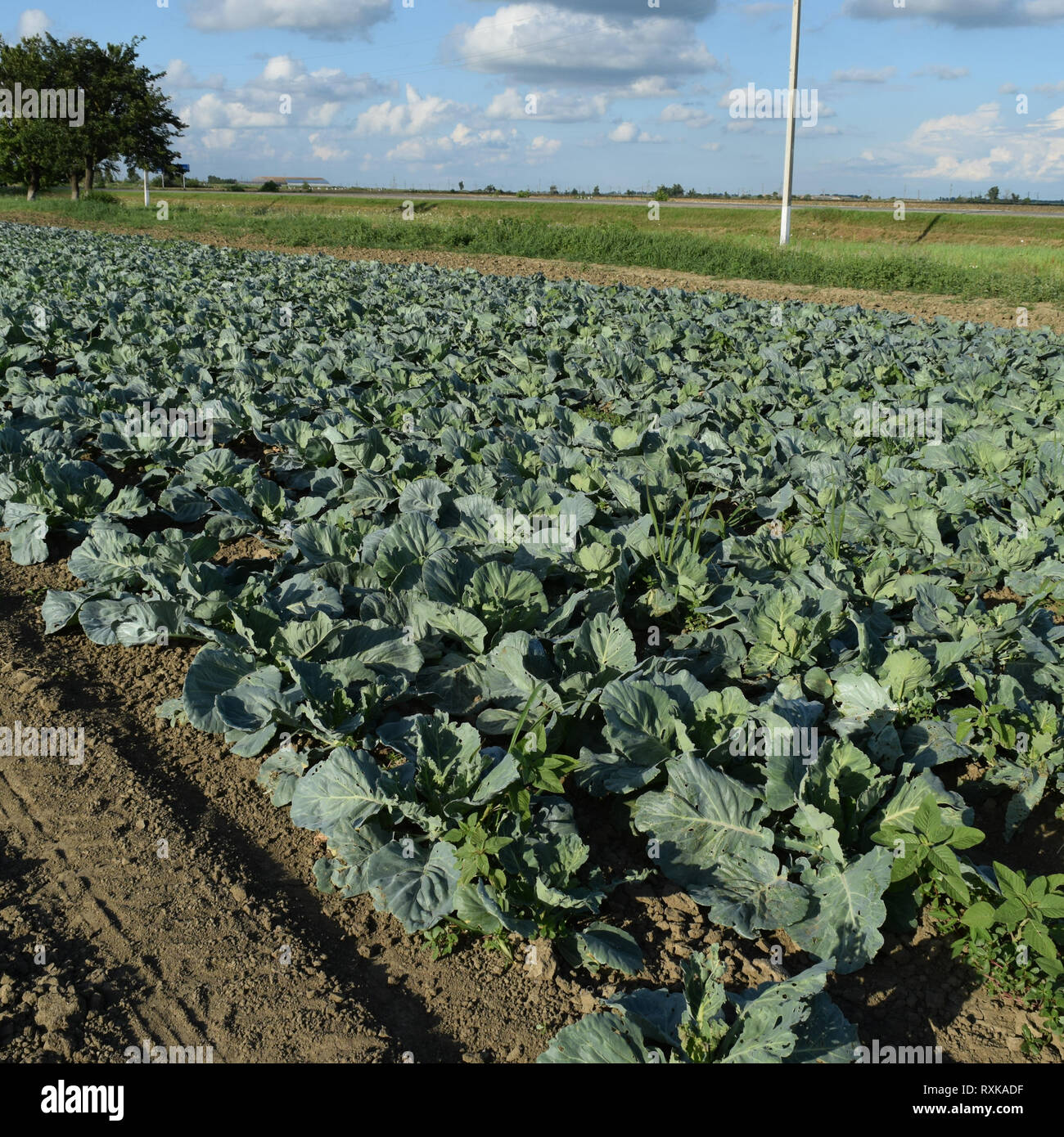 Cabbage field. Cultivation of cabbage in an open ground in the field ...