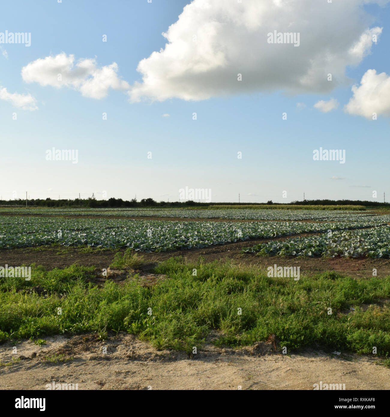 Cabbage field. Cultivation of cabbage in an open ground in the field ...