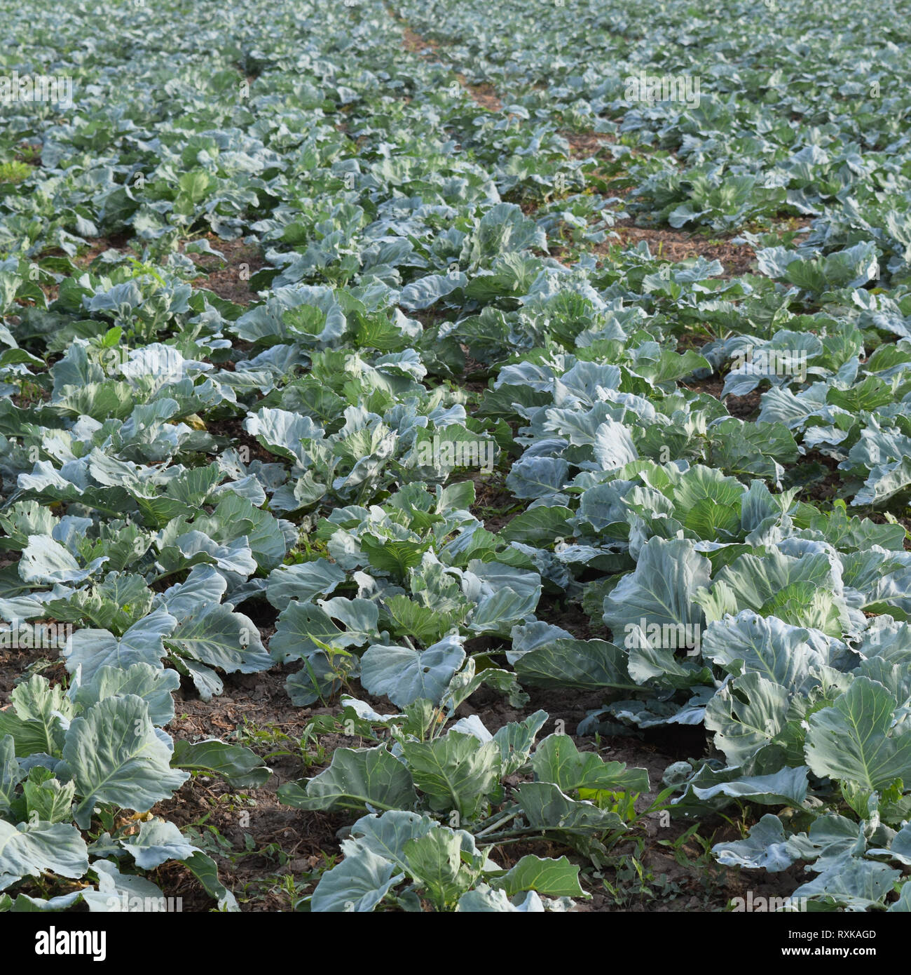 Cabbage field. Cultivation of cabbage in an open ground in the field ...