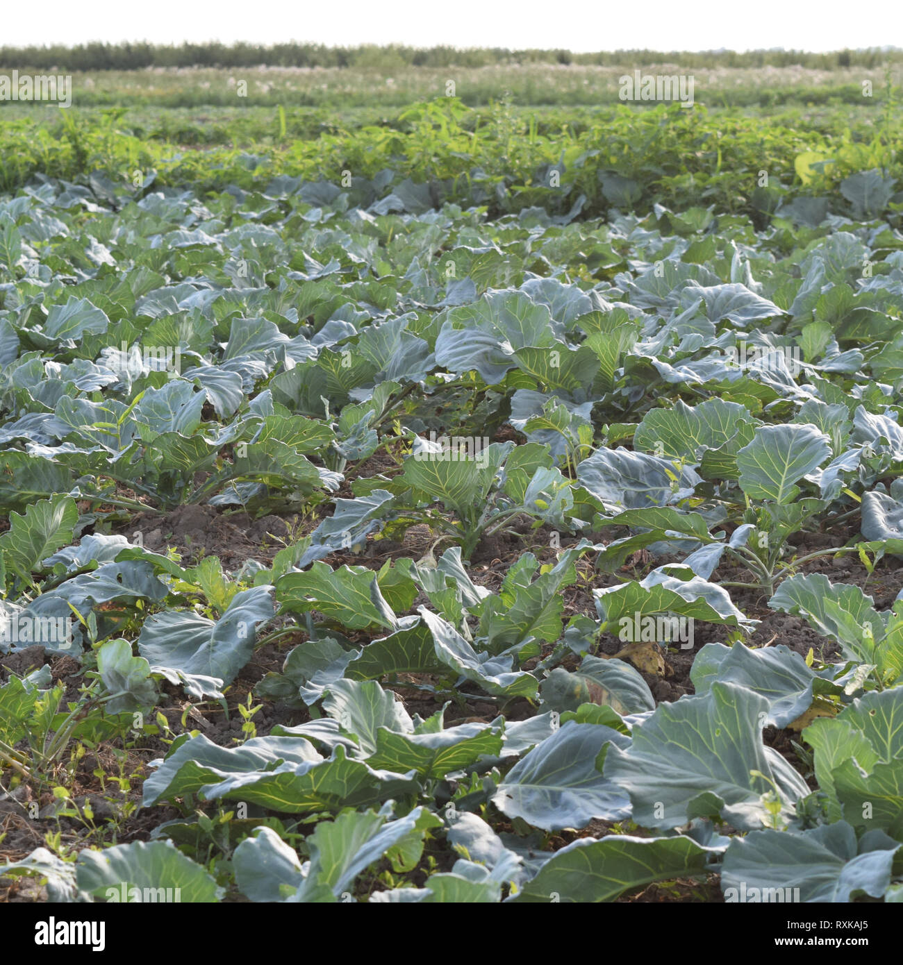 Cabbage field. Cultivation of cabbage in an open ground in the field ...