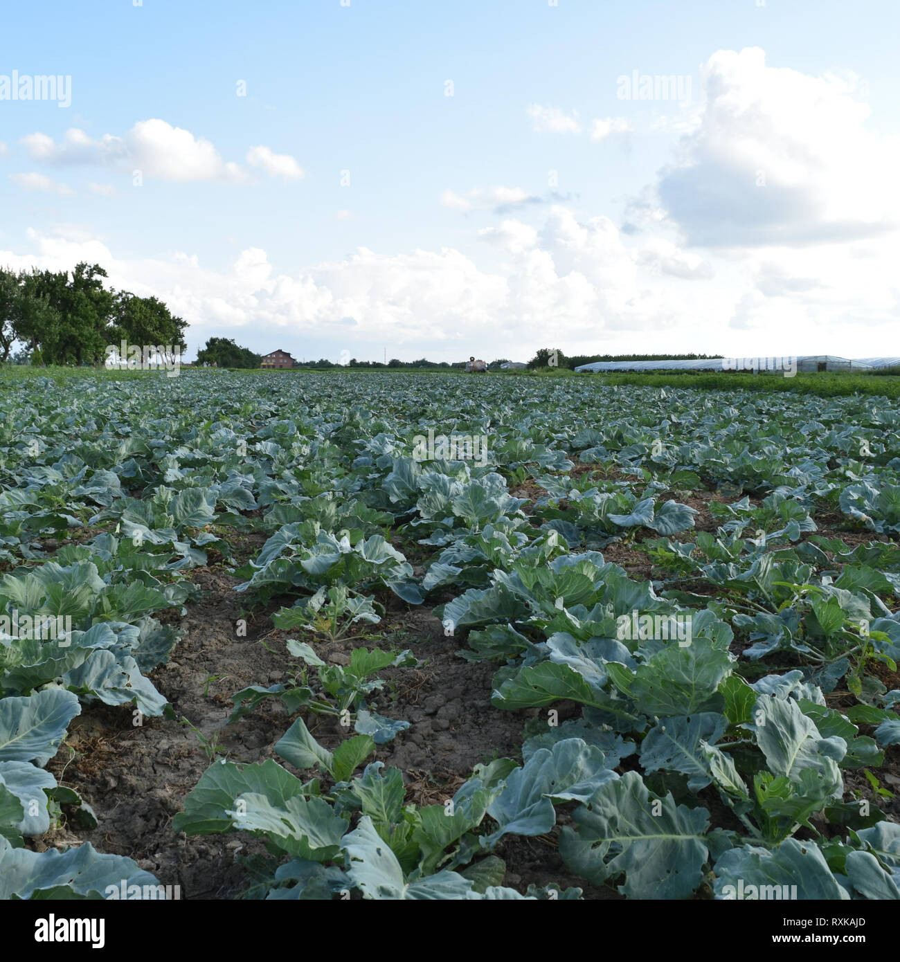 Cabbage field. Cultivation of cabbage in an open ground in the field ...