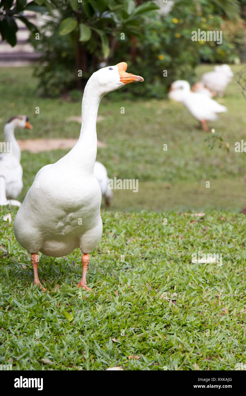 White goose walk on green grass background Stock Photo - Alamy