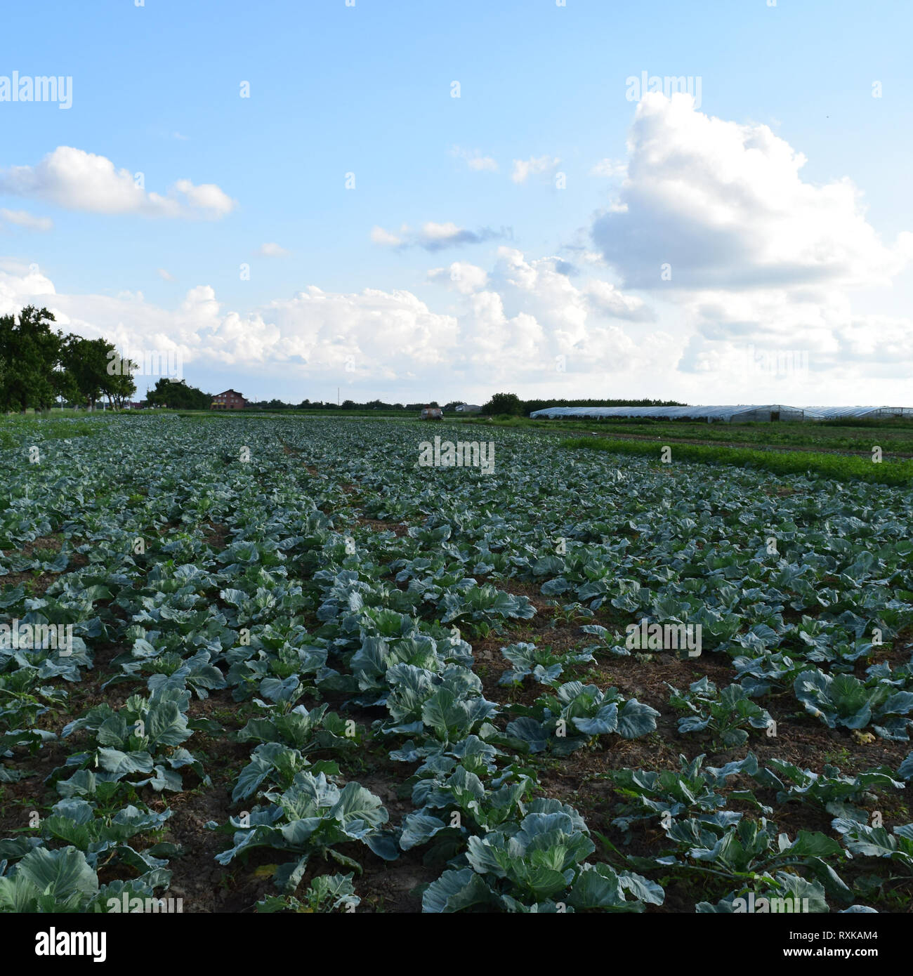 Cabbage field. Cultivation of cabbage in an open ground in the field ...