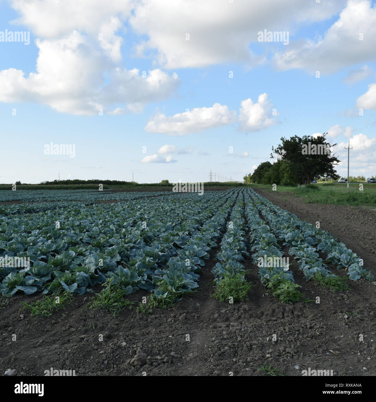 Cabbage field. Cultivation of cabbage in an open ground in the field ...