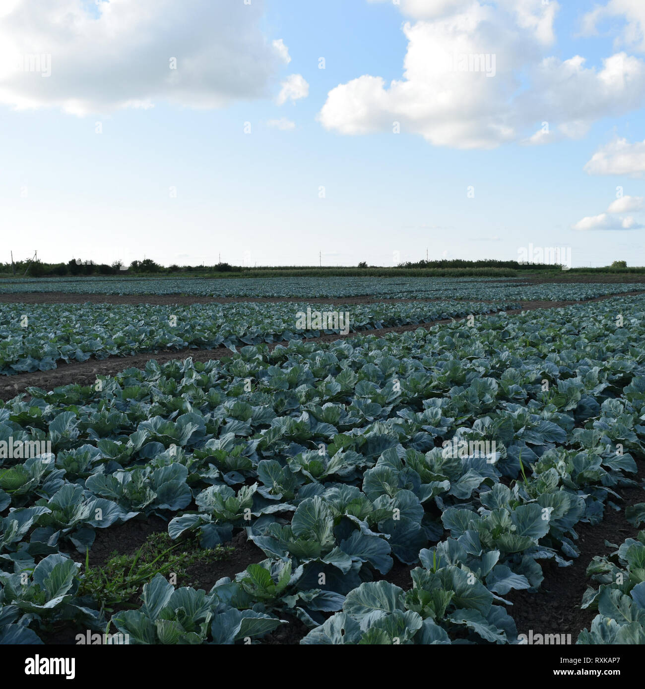 Cabbage field. Cultivation of cabbage in an open ground in the field ...