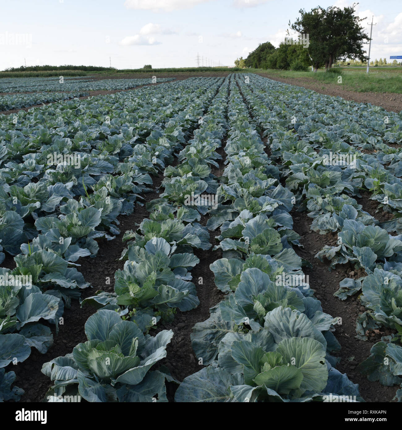 Cabbage field. Cultivation of cabbage in an open ground in the field ...