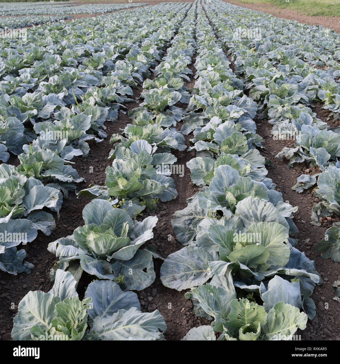 Cabbage field. Cultivation of cabbage in an open ground in the field ...