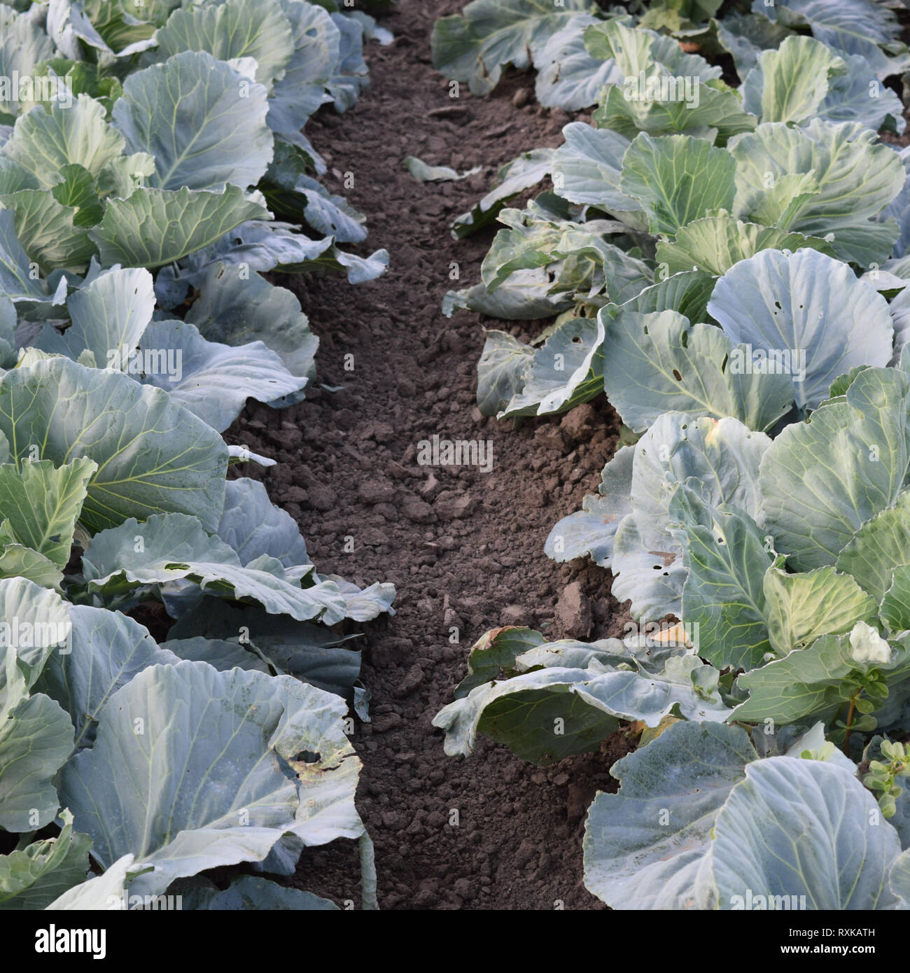 Cabbage field. Cultivation of cabbage in an open ground in the field ...
