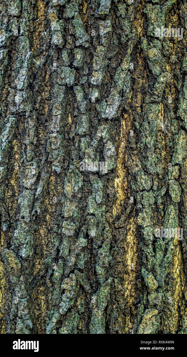 detail closeup of bark of a tree. natural abstract texture background ...