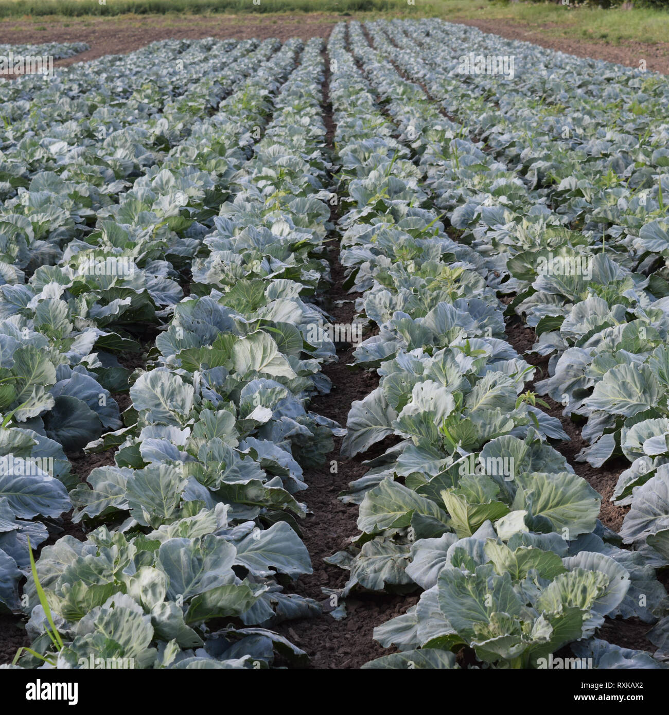 Cabbage field. Cultivation of cabbage in an open ground in the field ...