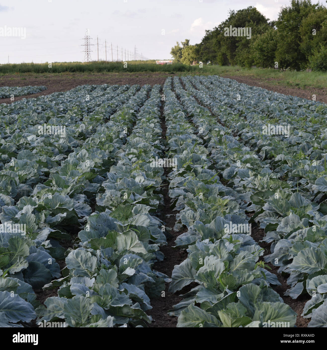 Cabbage field. Cultivation of cabbage in an open ground in the field ...