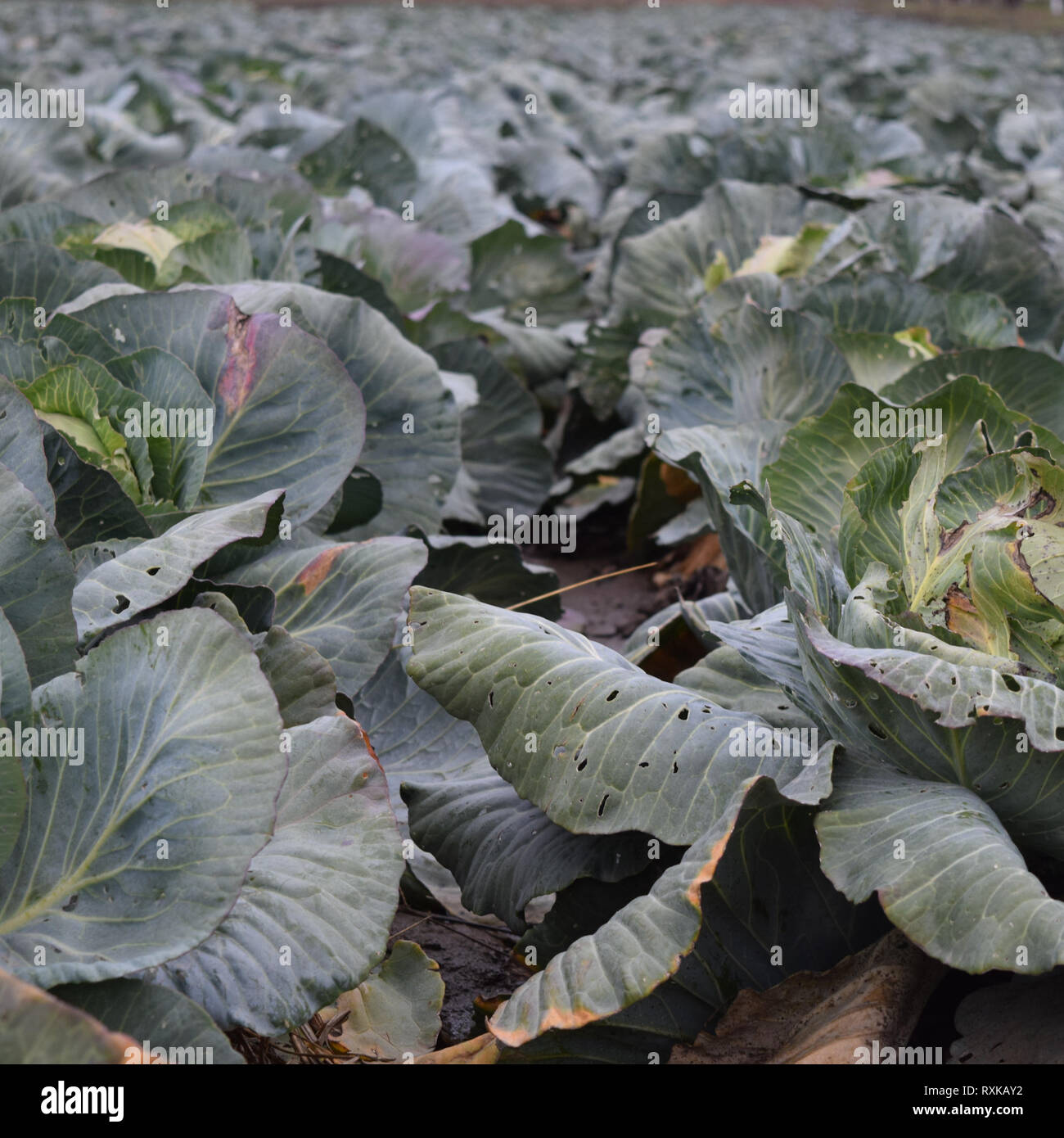 Cabbage field. Cultivation of cabbage in an open ground in the field ...