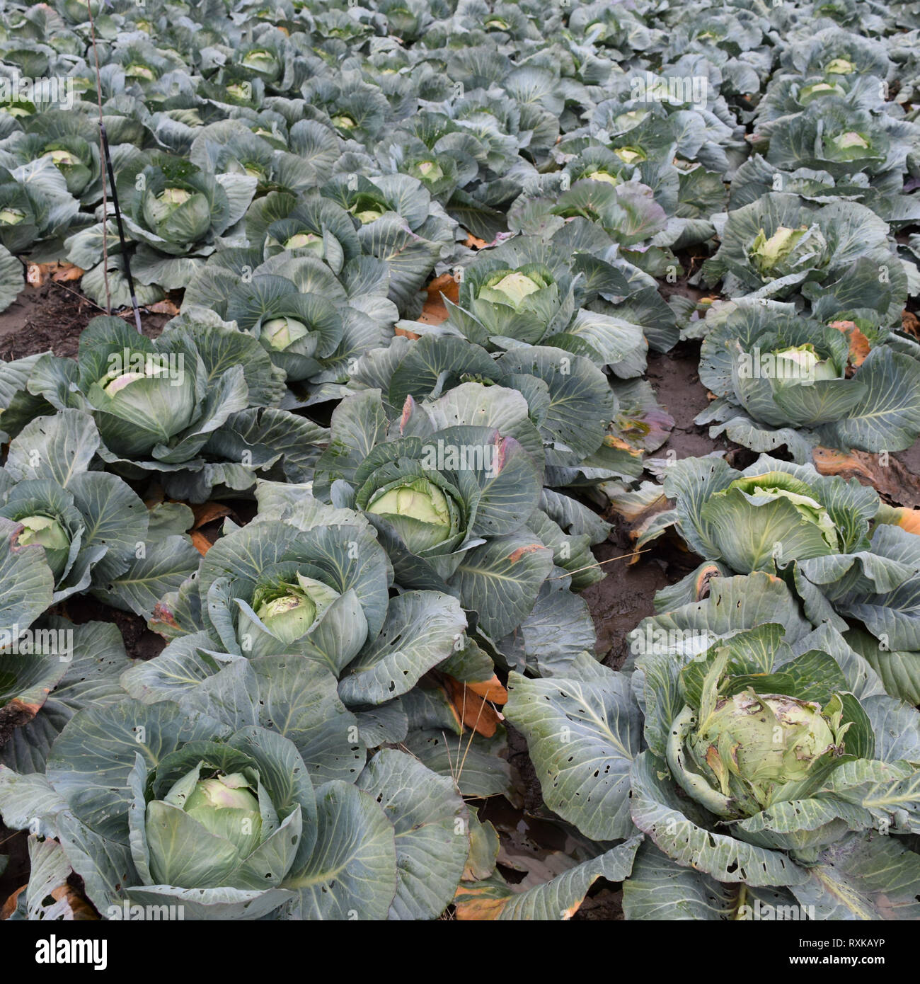 Cabbage field. Cultivation of cabbage in an open ground in the field ...