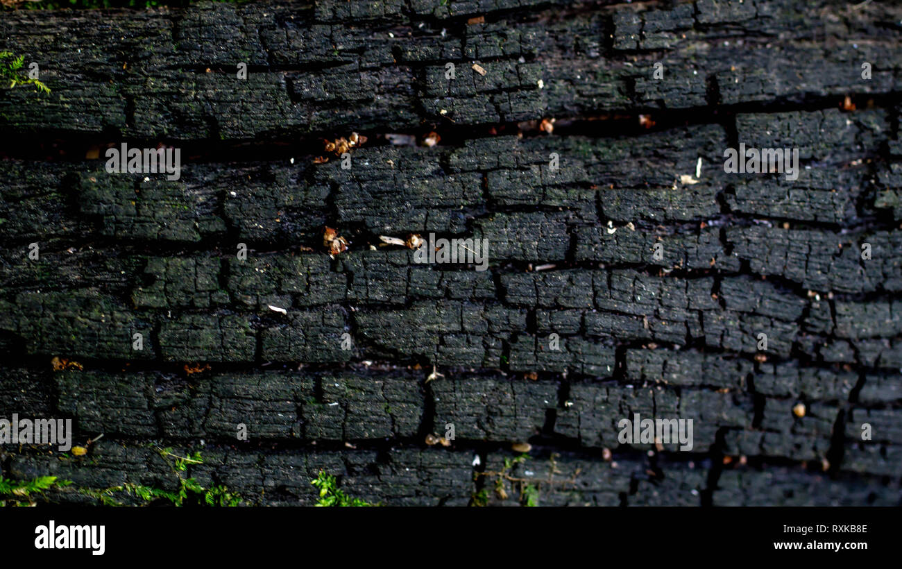 detail closeup of bark of a tree. natural abstract texture background ...